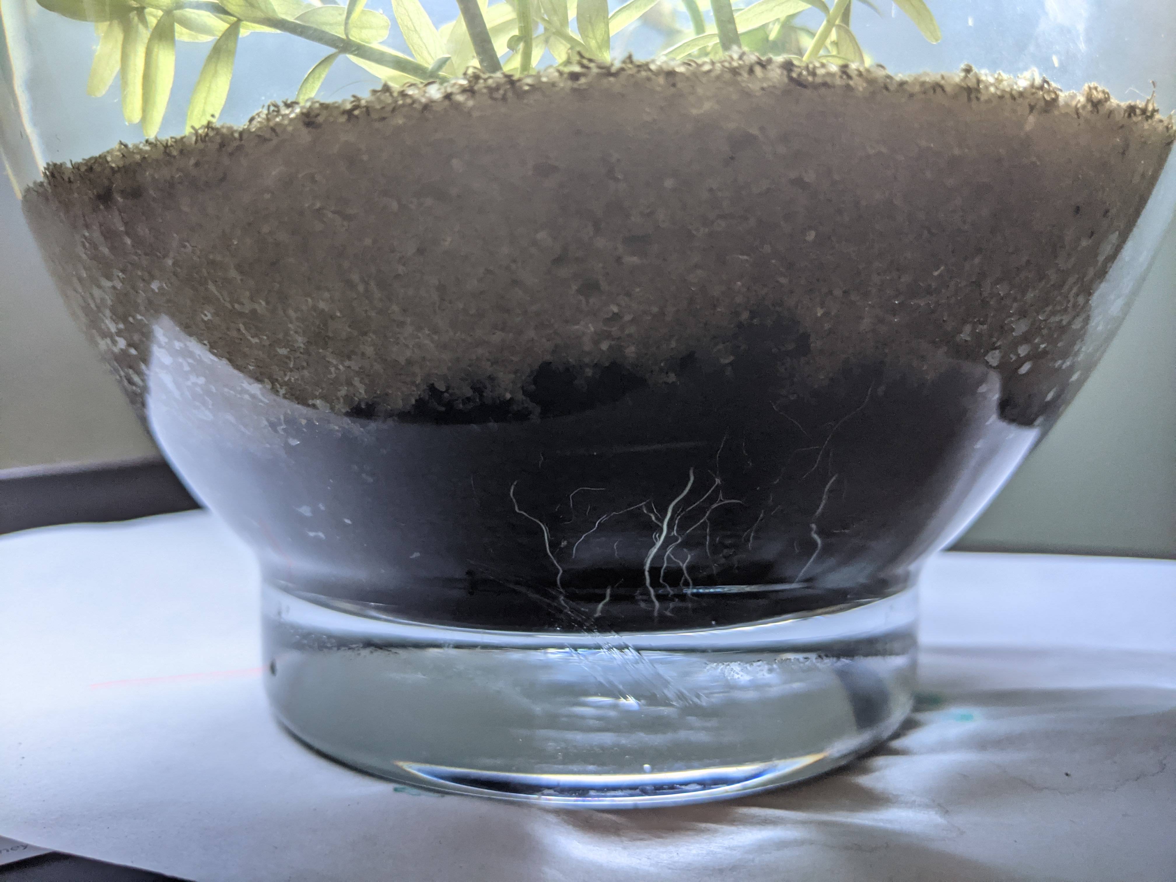 Root porn | Scrolller