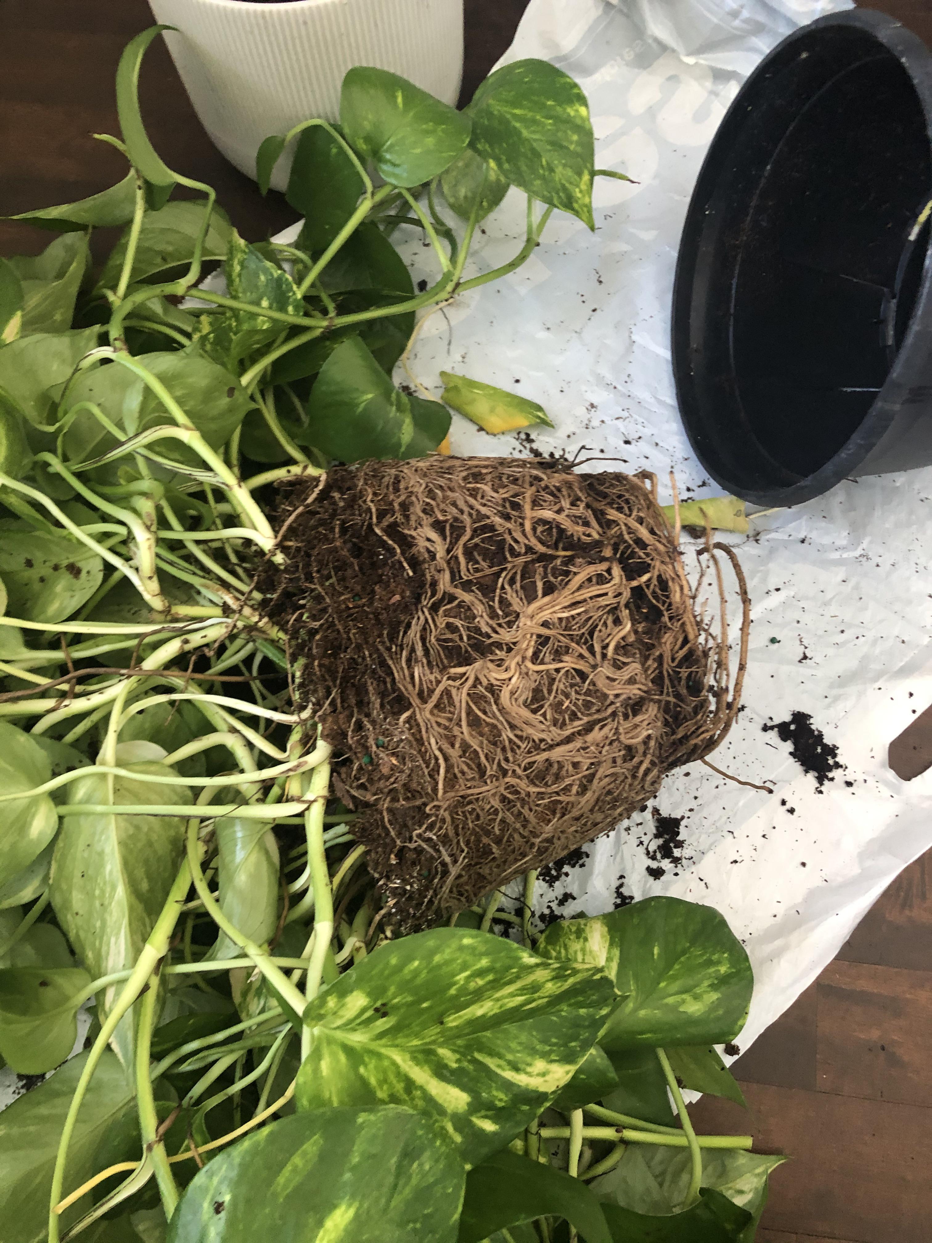 root porn😍 this is my golden pothos | Scrolller