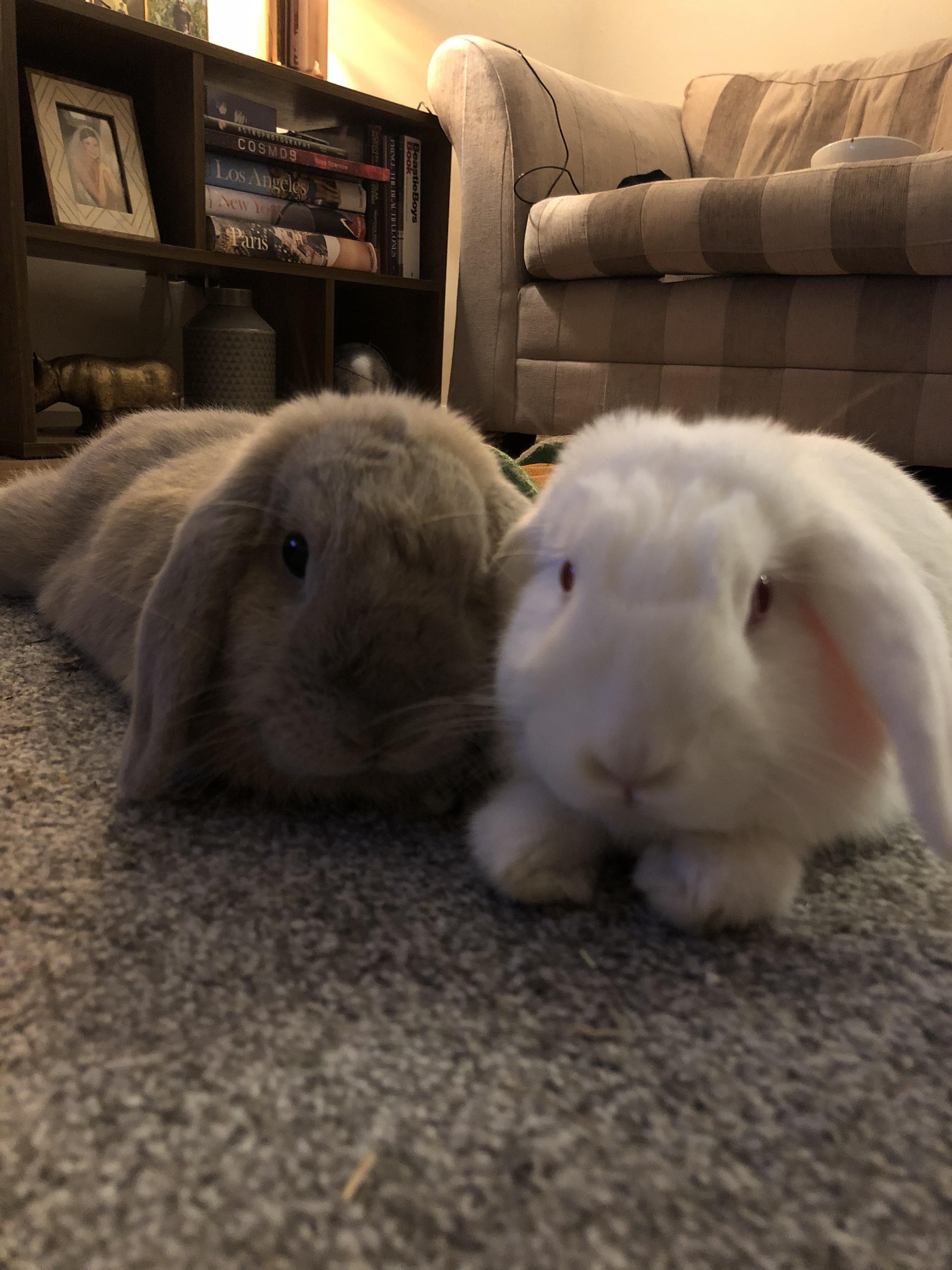 Rosie and Henry ️ | Scrolller