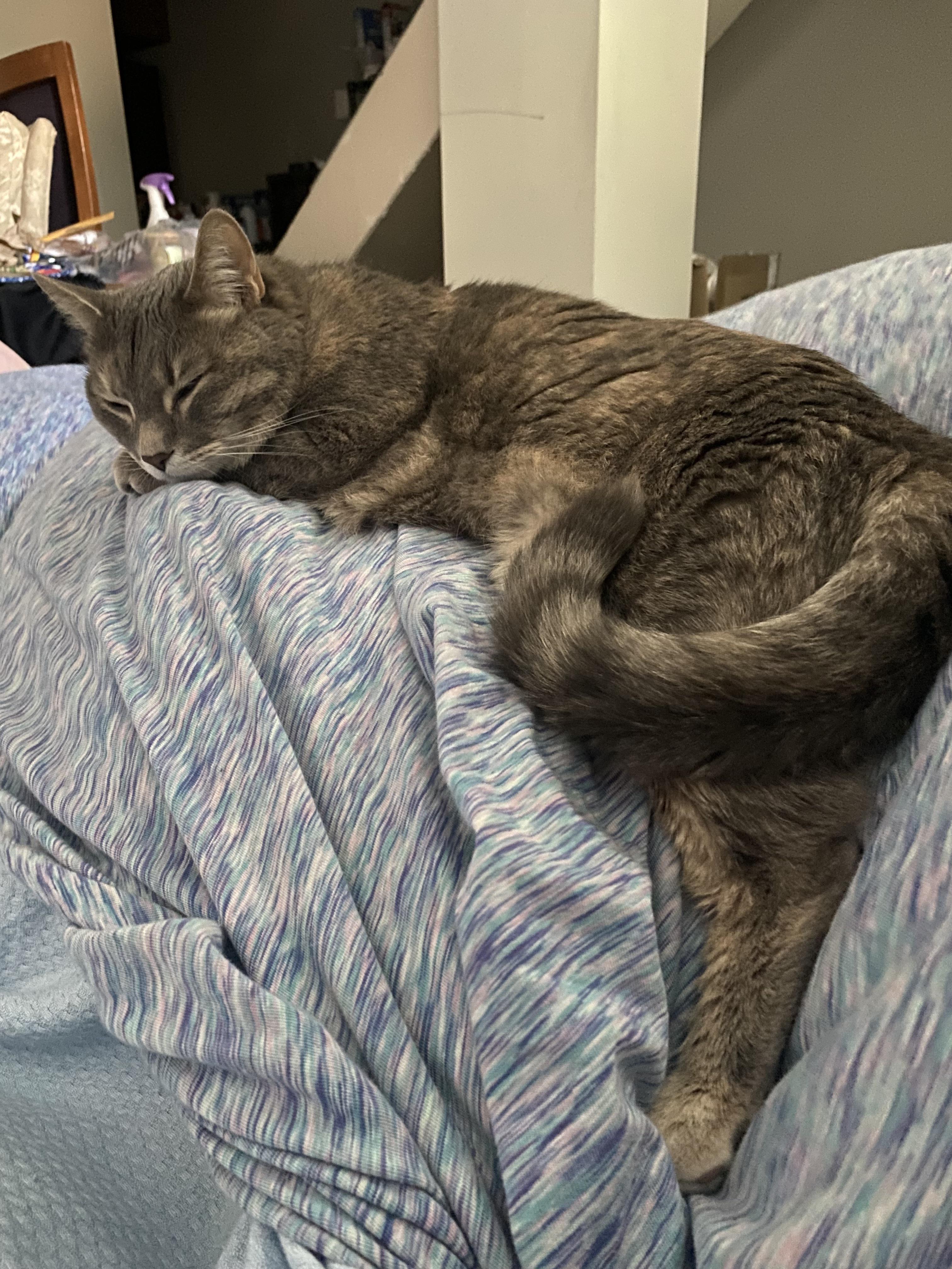 Rosie likes to sleep on my wife's butt. | Scrolller