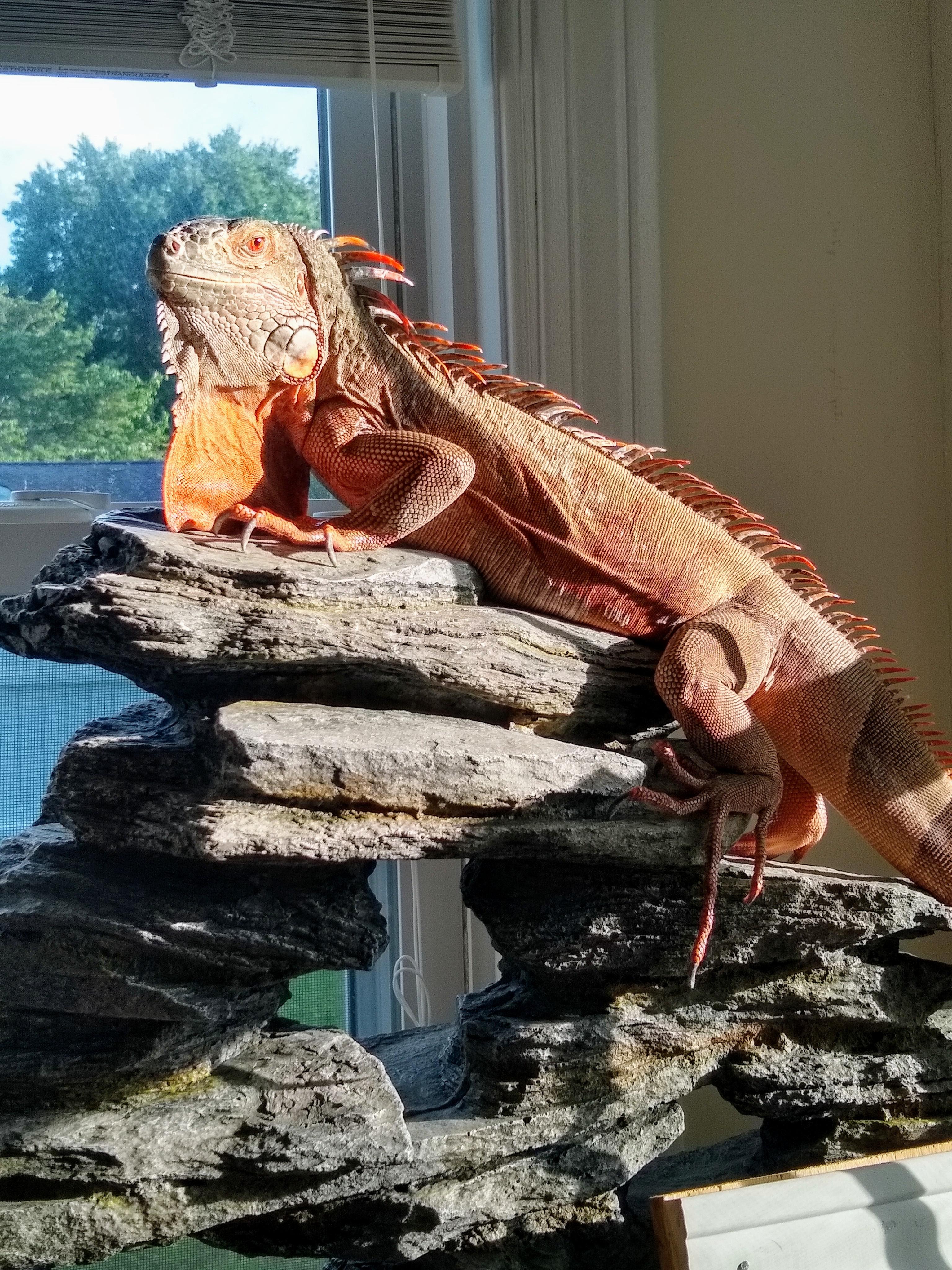 Roxanne enjoying her favorite spot in the window. | Scrolller