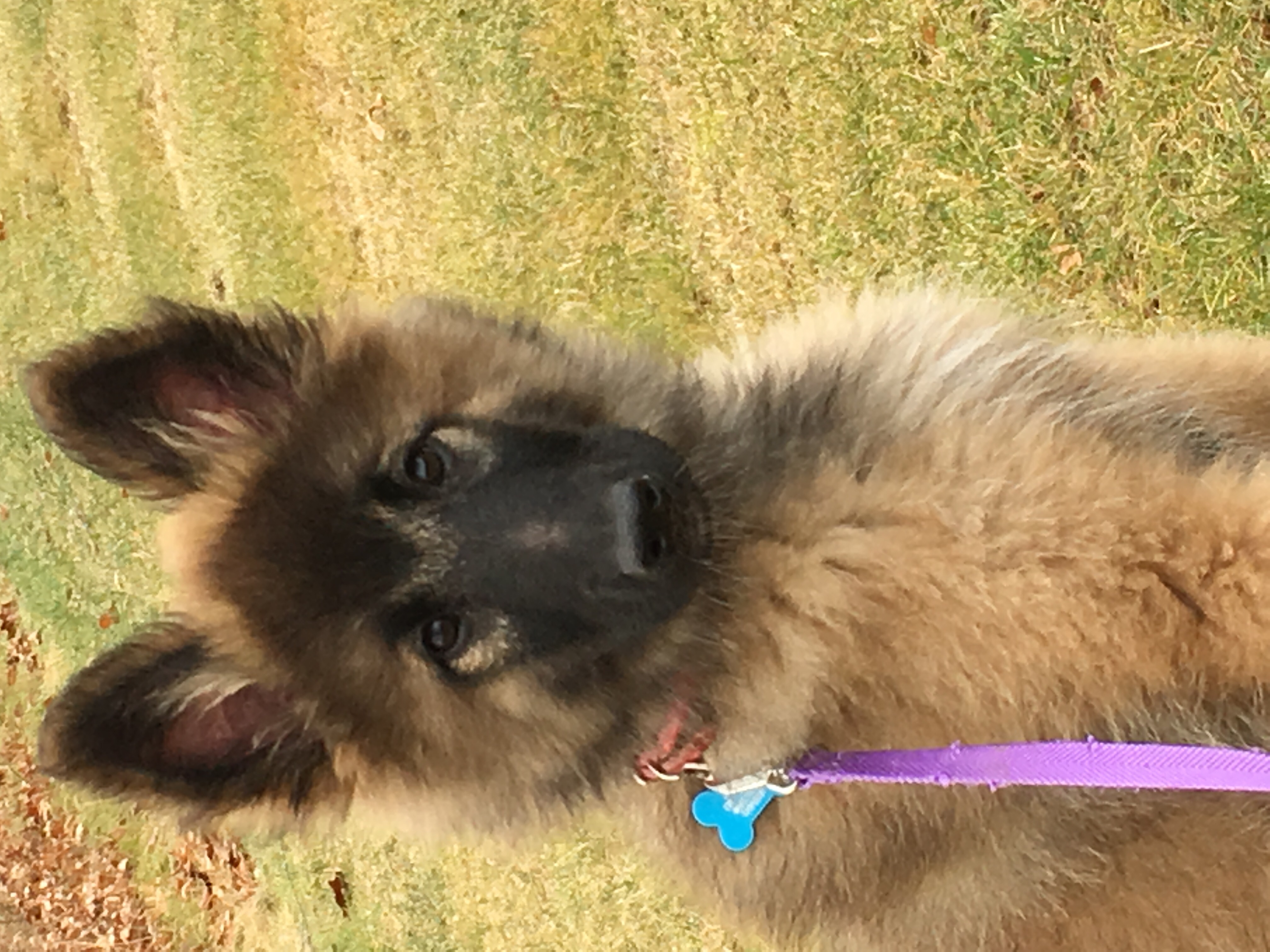 Roxy has a unibrow | Scrolller