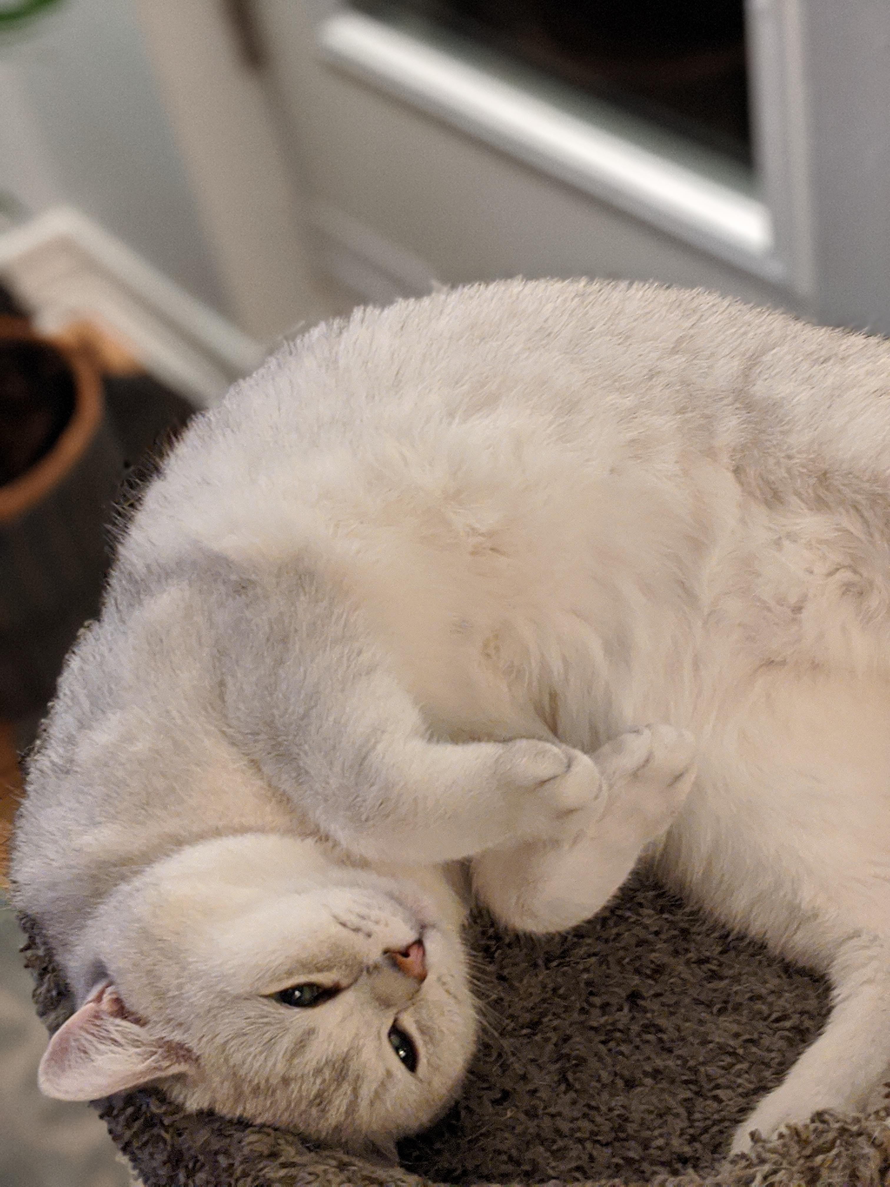 Rub ma belly! | Scrolller