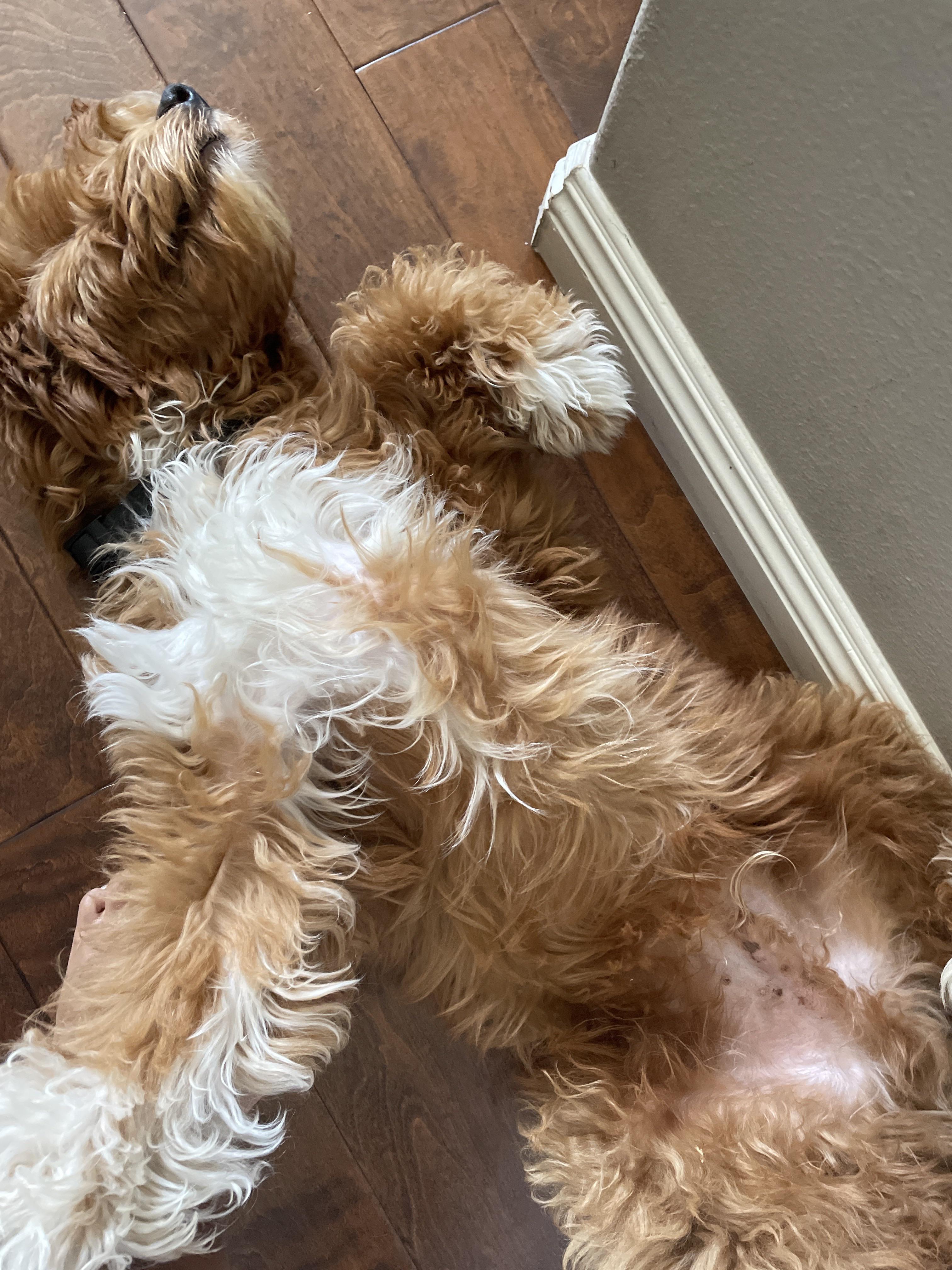 Rub my belly. | Scrolller