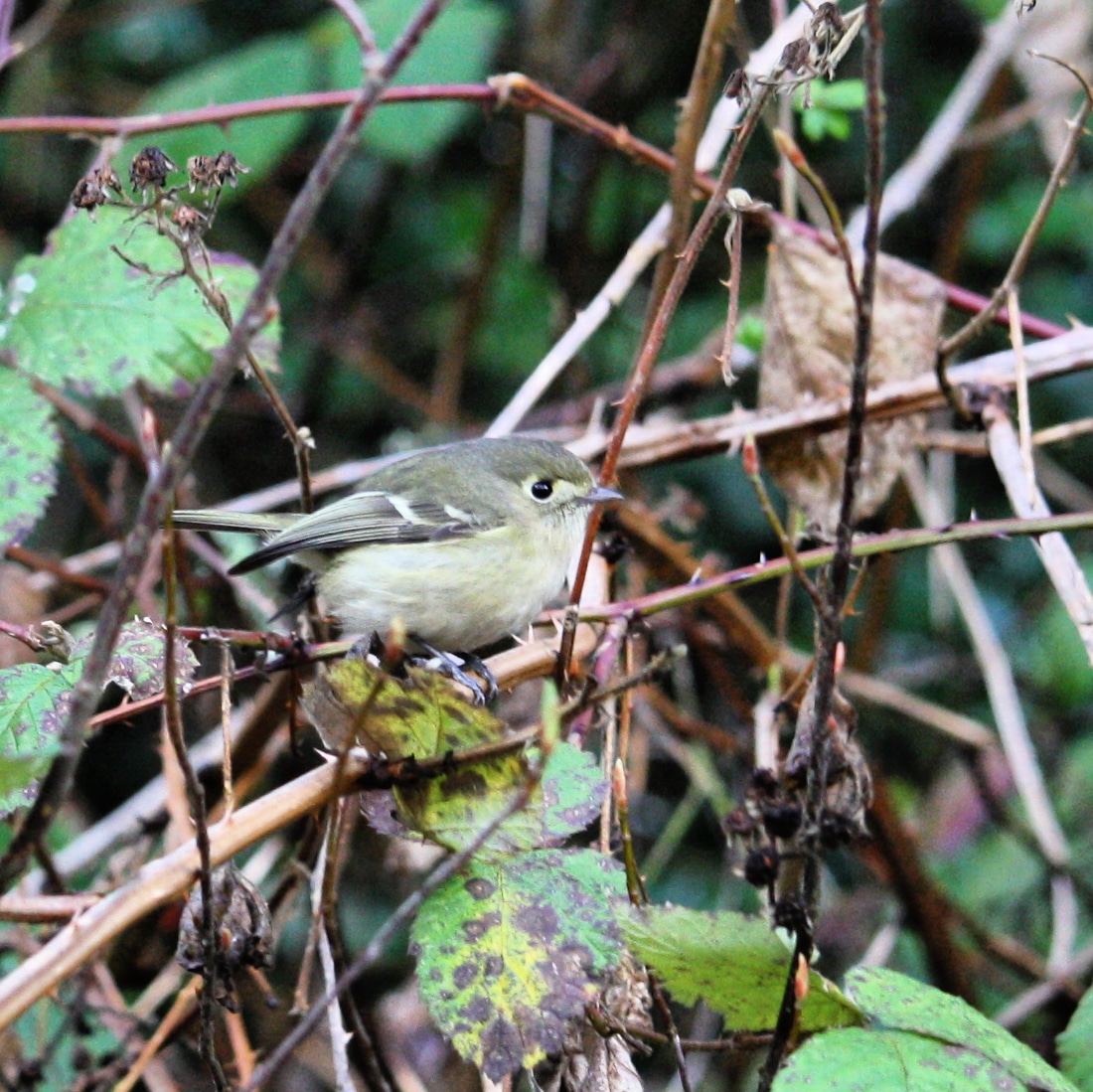 Ruby-crowned kinglet borb | Scrolller