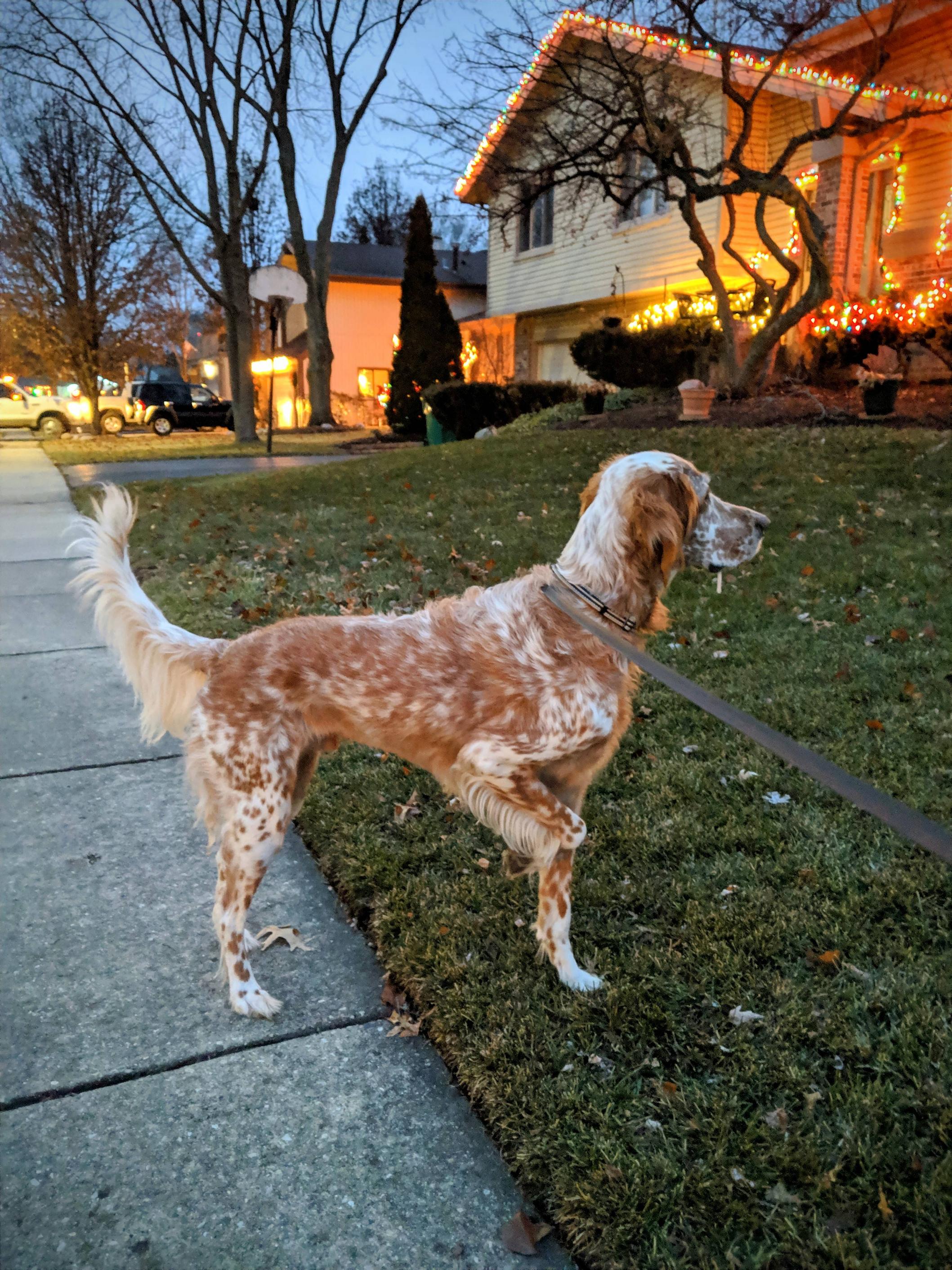 Rufus drooling as he points at his target. | Scrolller