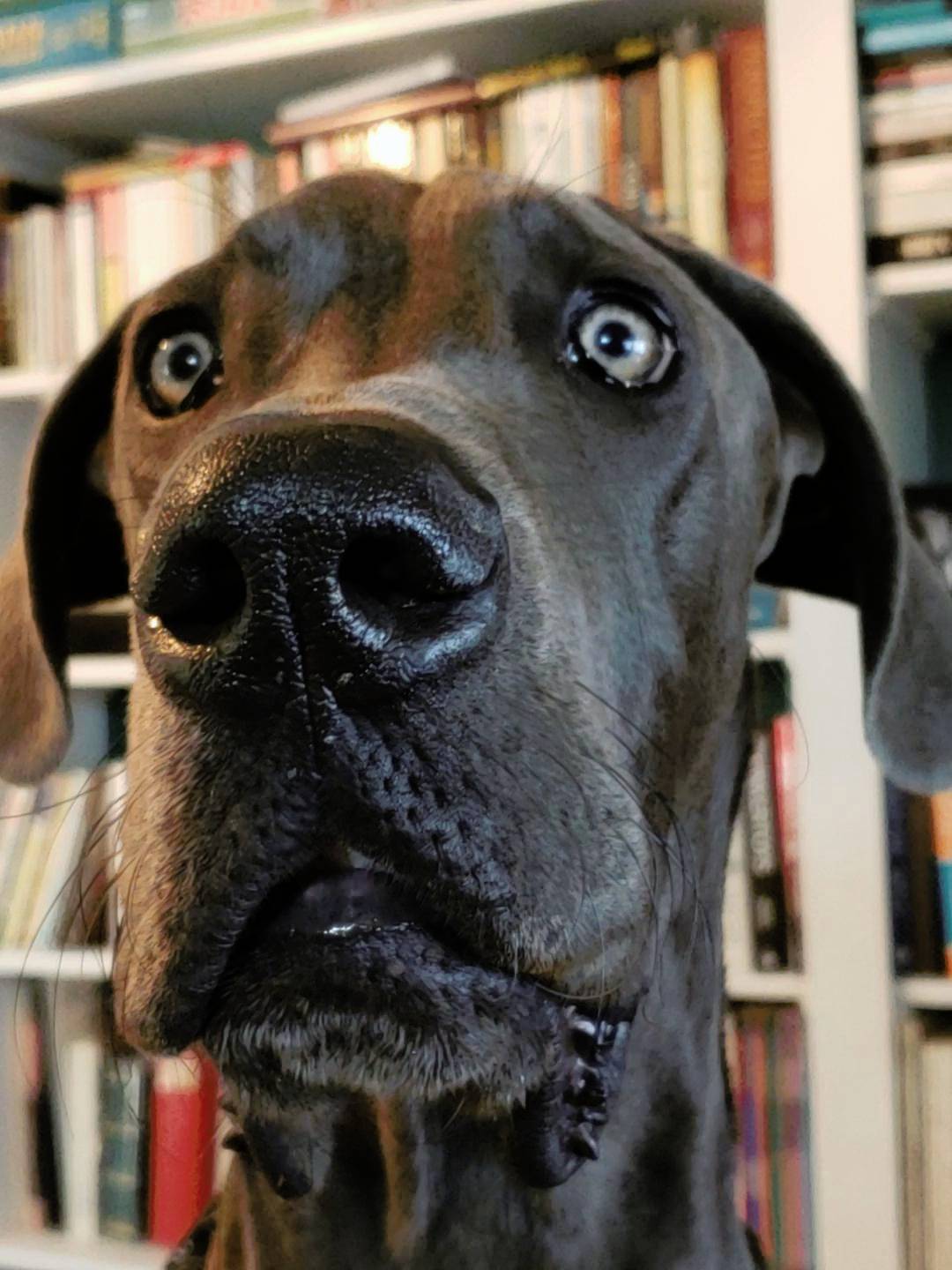 "Ruh-Roh.." | Scrolller