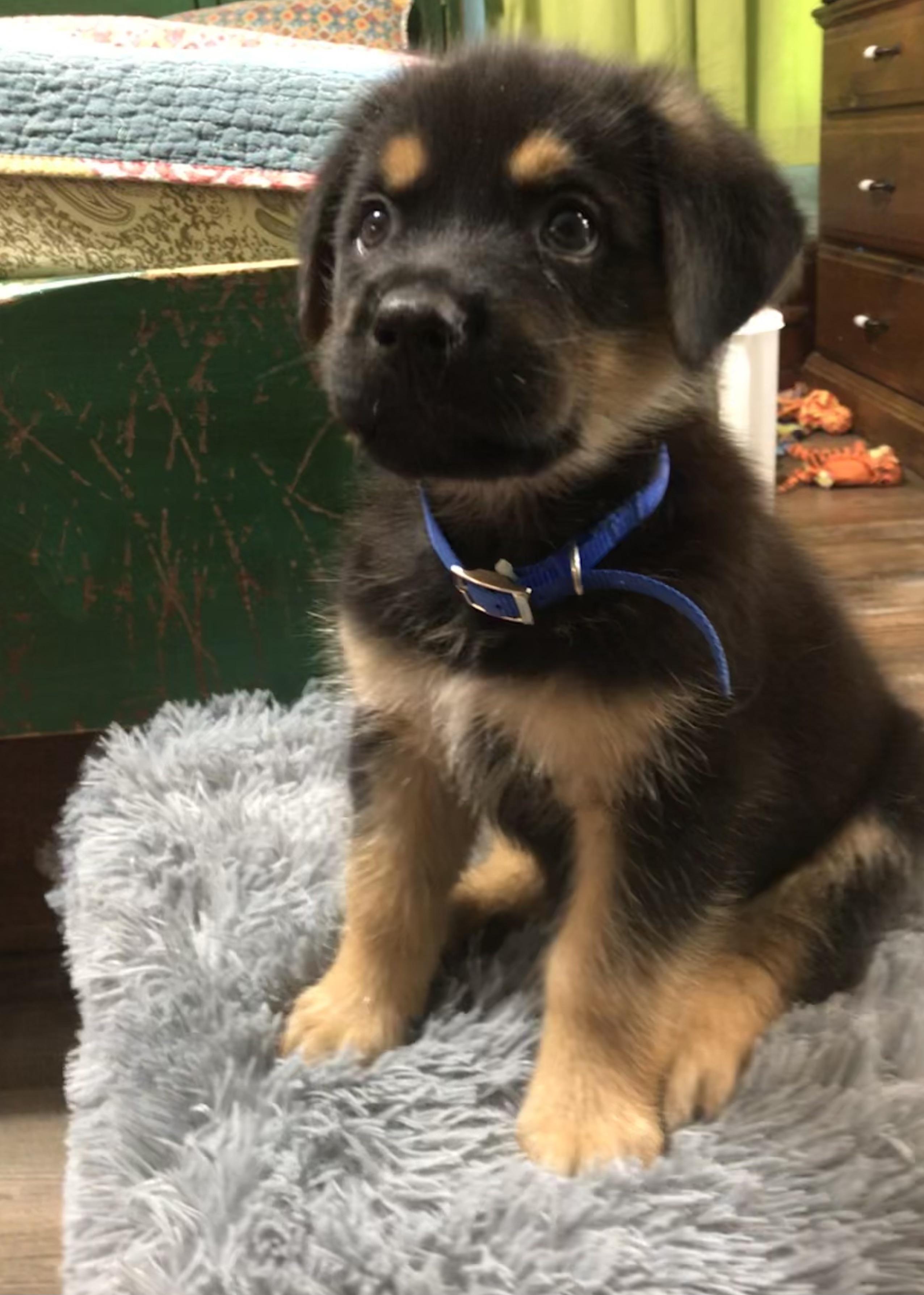 Rumple still skin 8 weeks | Scrolller