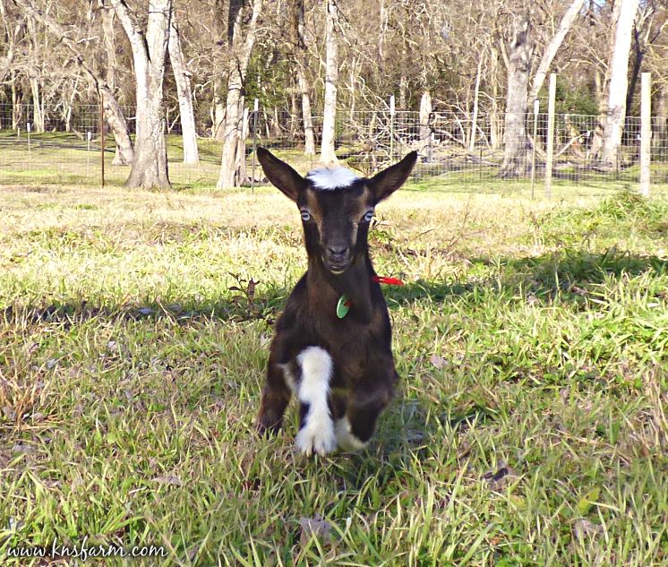 Running little goat | Scrolller