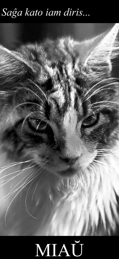 Saĝa kato | Scrolller