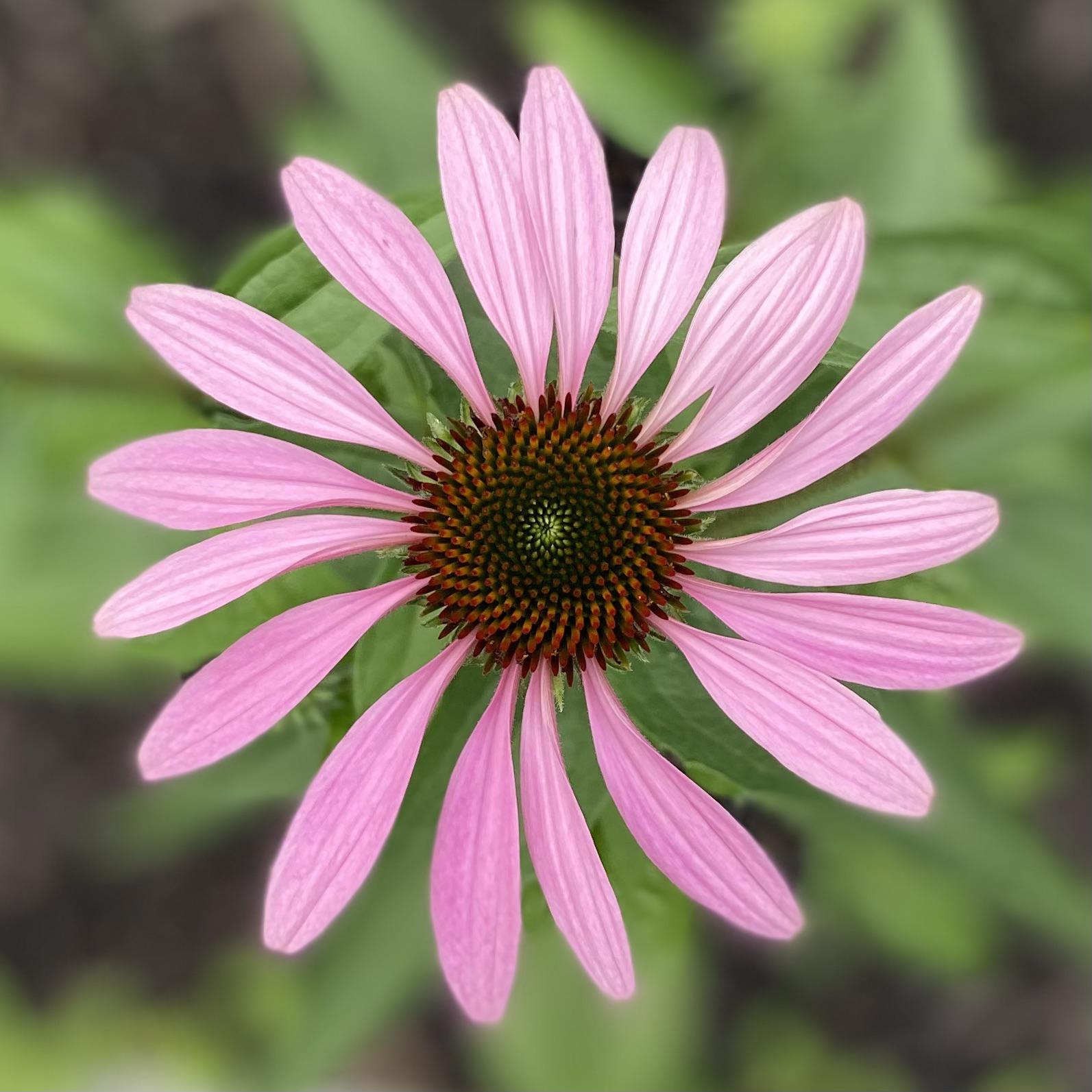 Sacred geometry in a coneflower | Scrolller