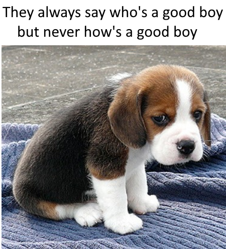 *sad good boy noises* | Scrolller