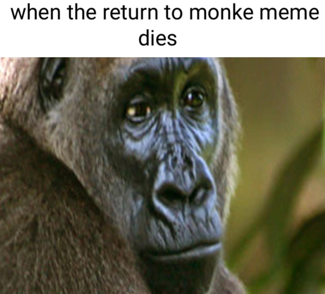 Sad monke noises | Scrolller