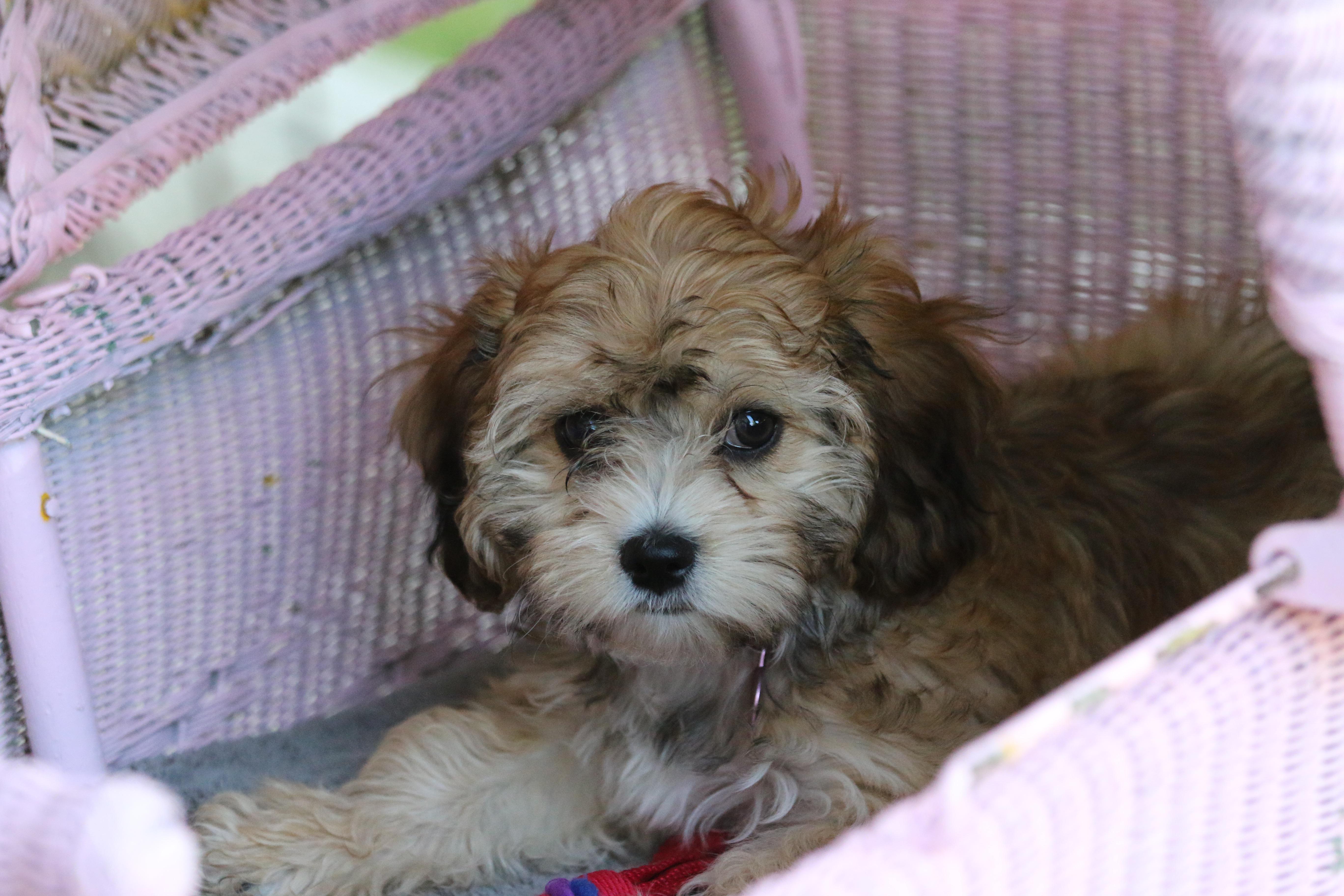 Sadie Pup | Scrolller