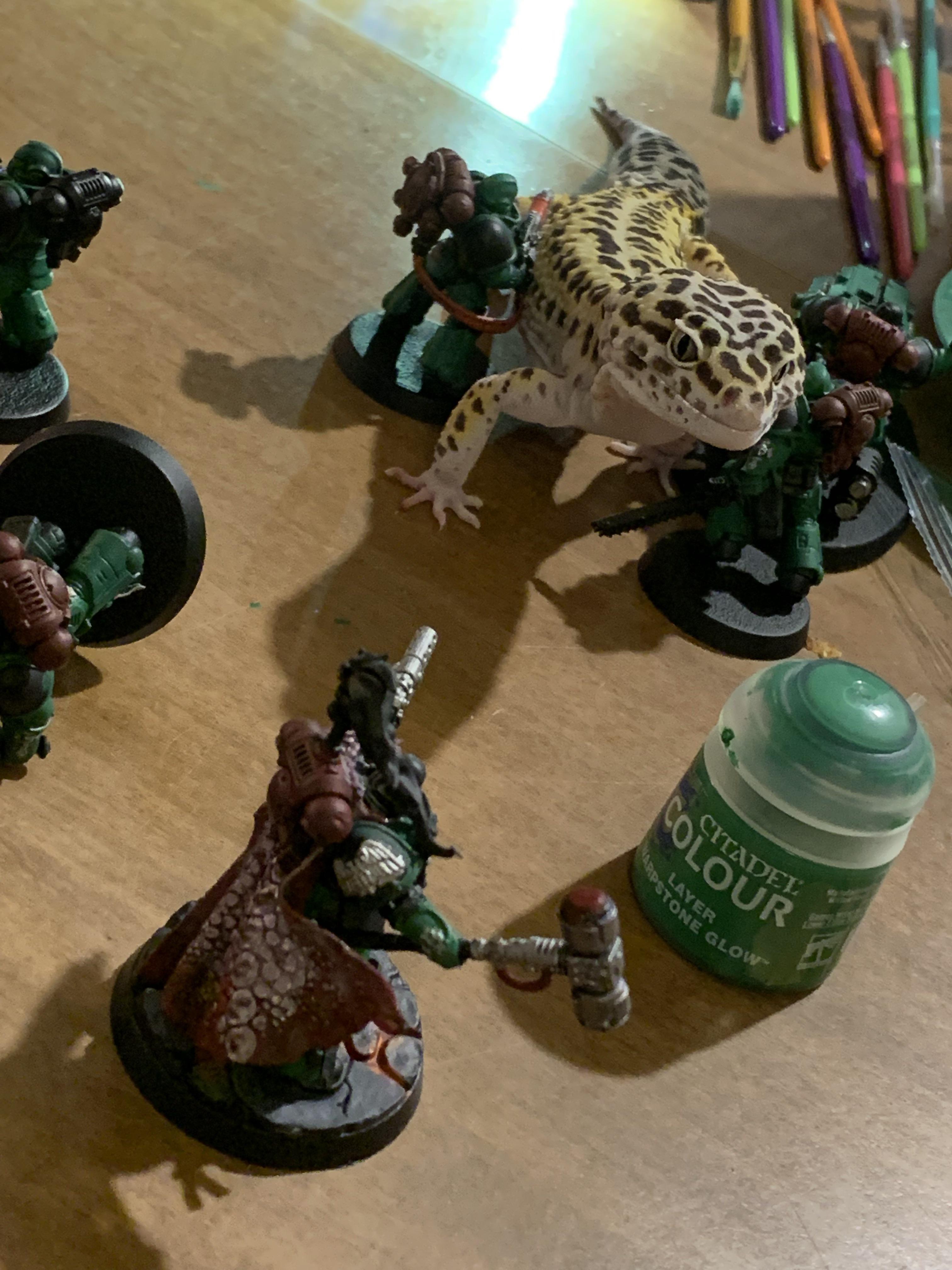 Salamanders vs Lizard | Scrolller