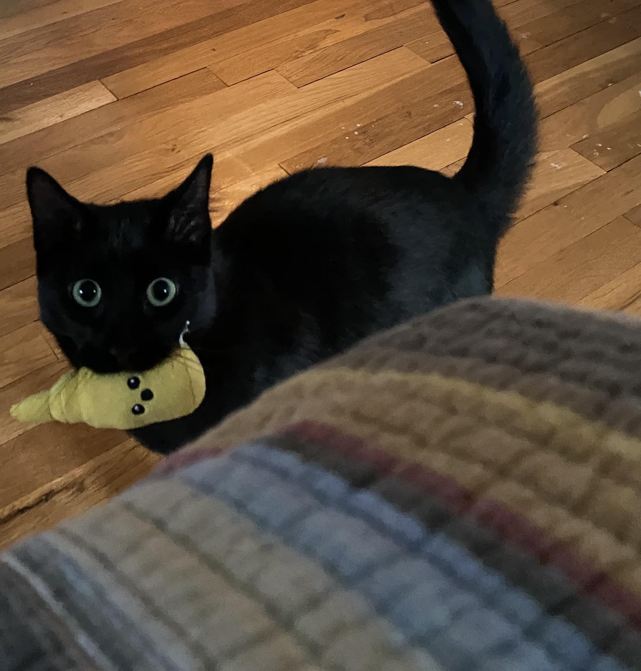 Salem likes his new mustard bottle | Scrolller