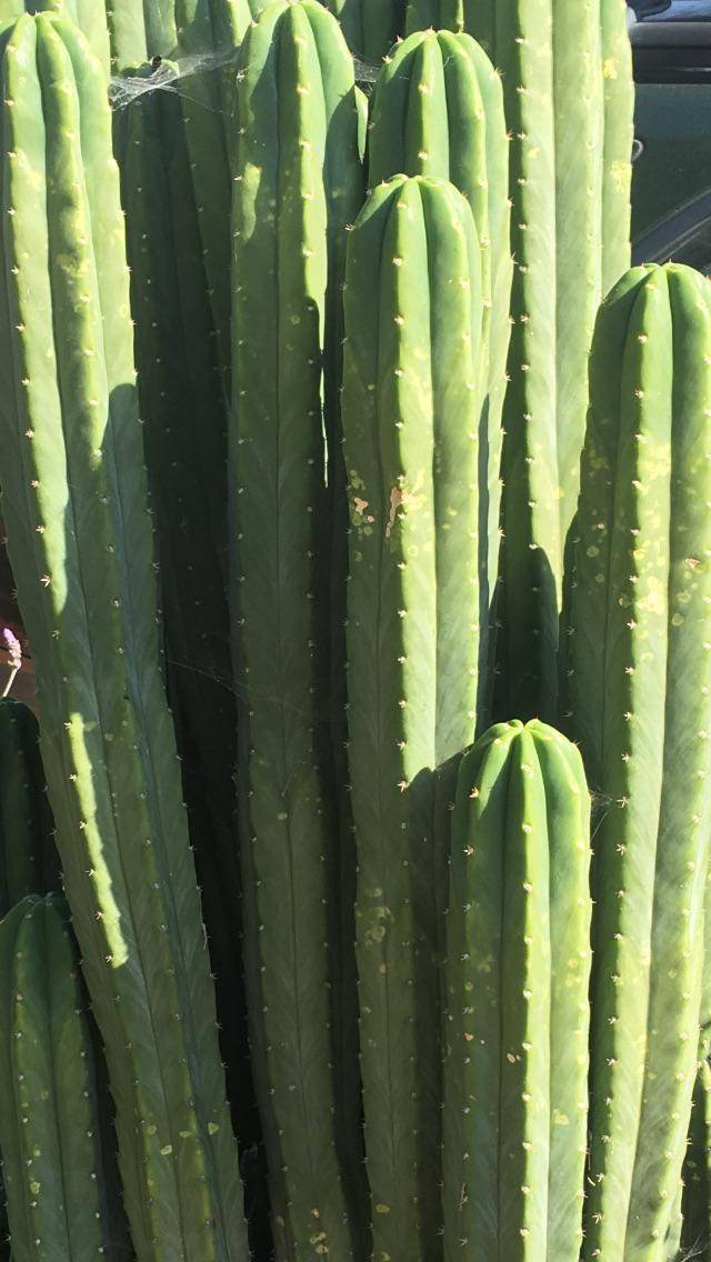 San Pedro ID help | Scrolller