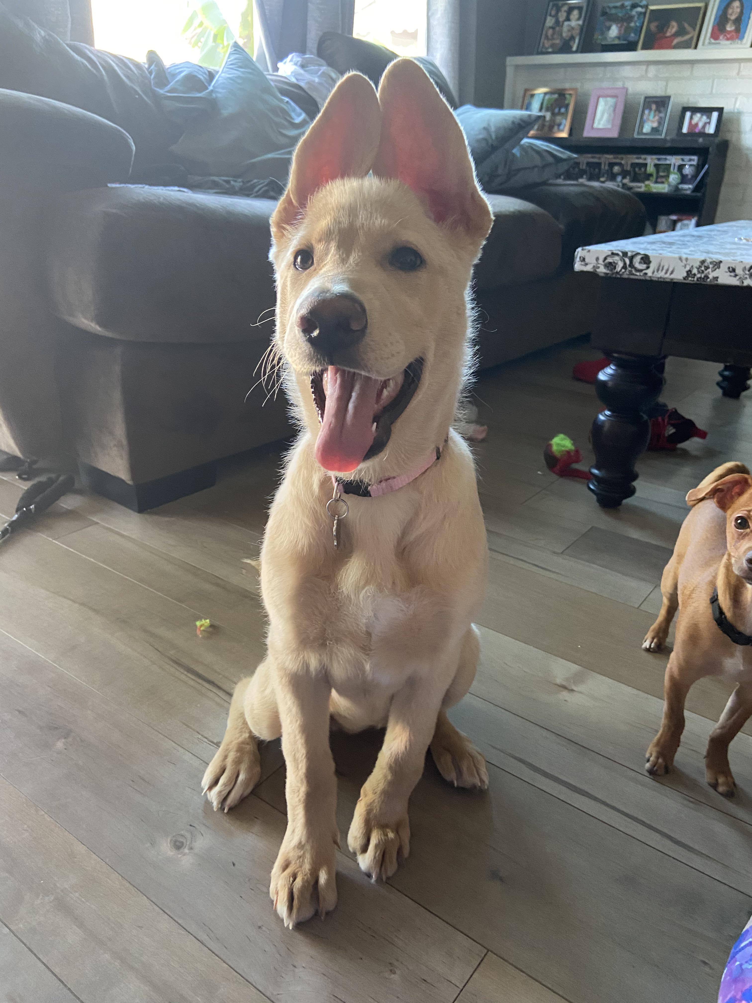 Sapphire still growing into those floppy ears 🐶 | Scrolller
