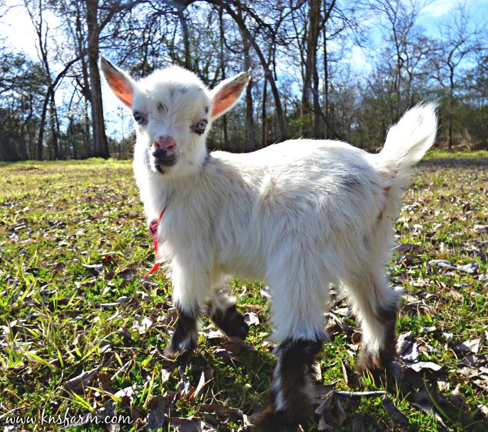 Sassy Baby Goat | Scrolller