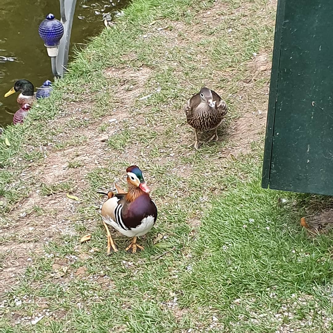 Saw a male and female mandarin duck in Copenhagen! | Scrolller