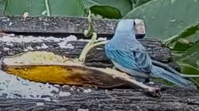 Saw this BIRD! this BIRD! this BIRD! this BIRD! | Scrolller