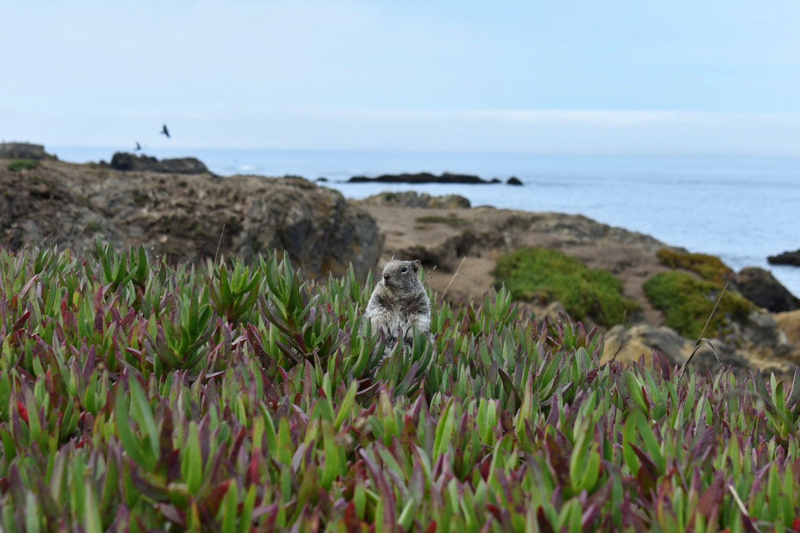 Saw this handsome guy on the coast | Scrolller