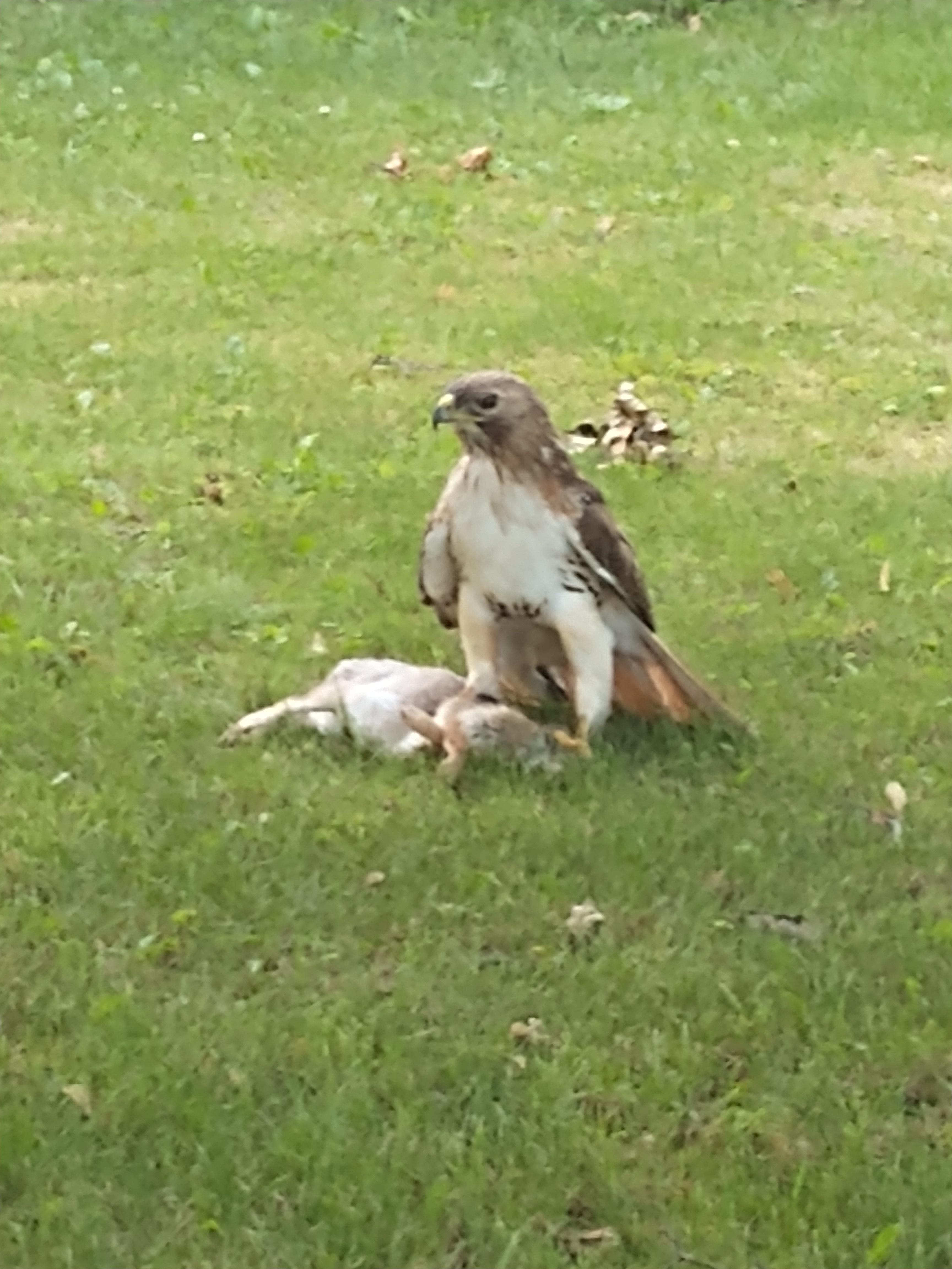 Saw this hawk on a walk yesterday. Very kind of them to let me get so close. | Scrolller