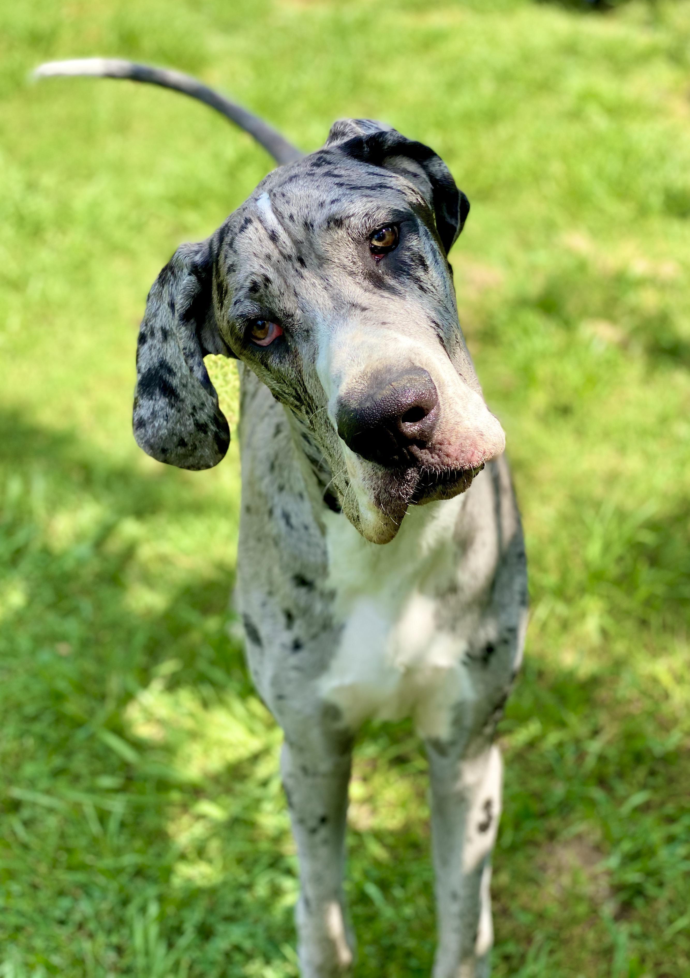 Sawyer saying hello all! | Scrolller