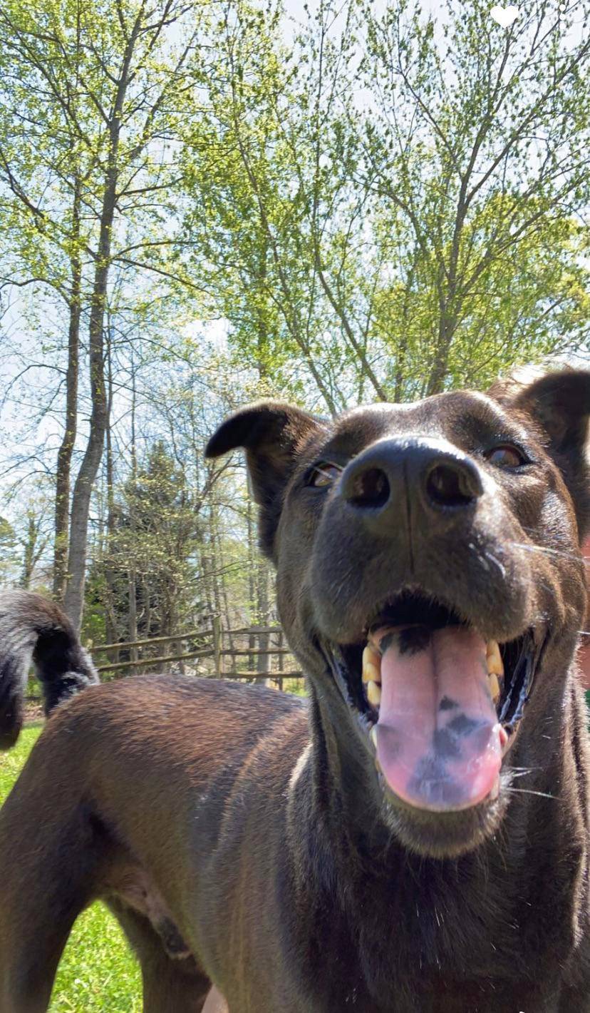 Say hello to Brody , the chow chow brown lab | Scrolller