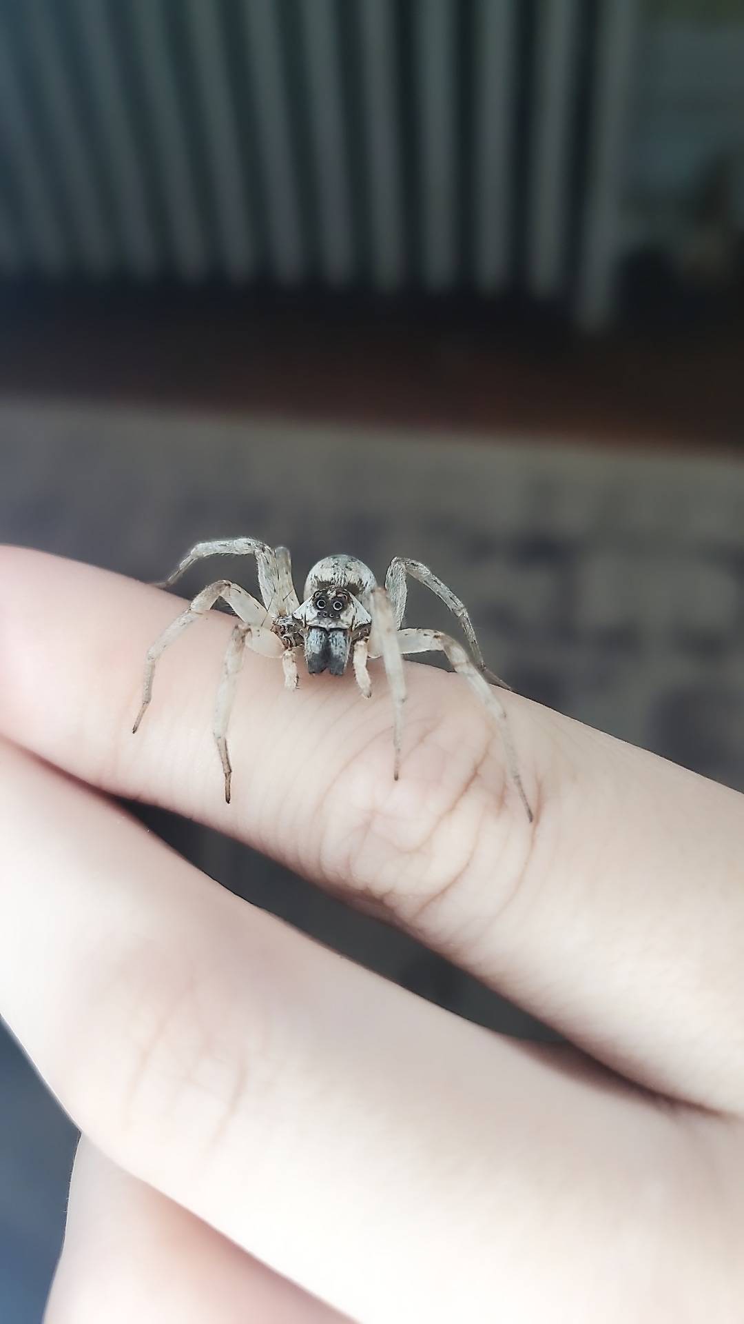 Say hello to Gwendolyn.. My white wolf spider! | Scrolller