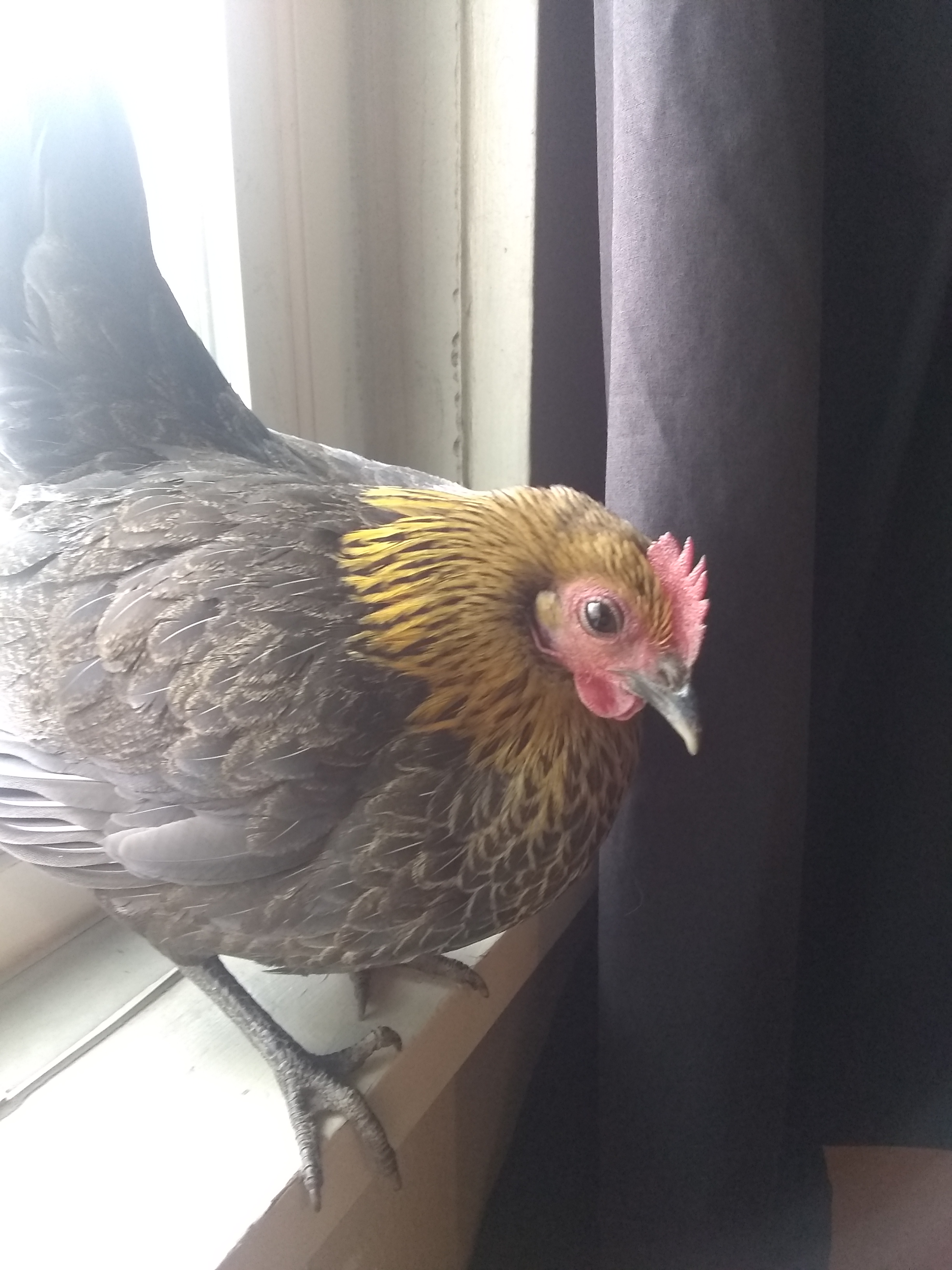 Say hi to crow:) | Scrolller