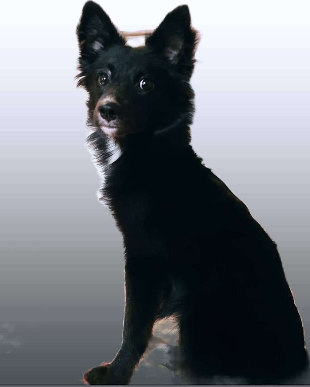 Say Hi to this gorgeous boy | Scrolller