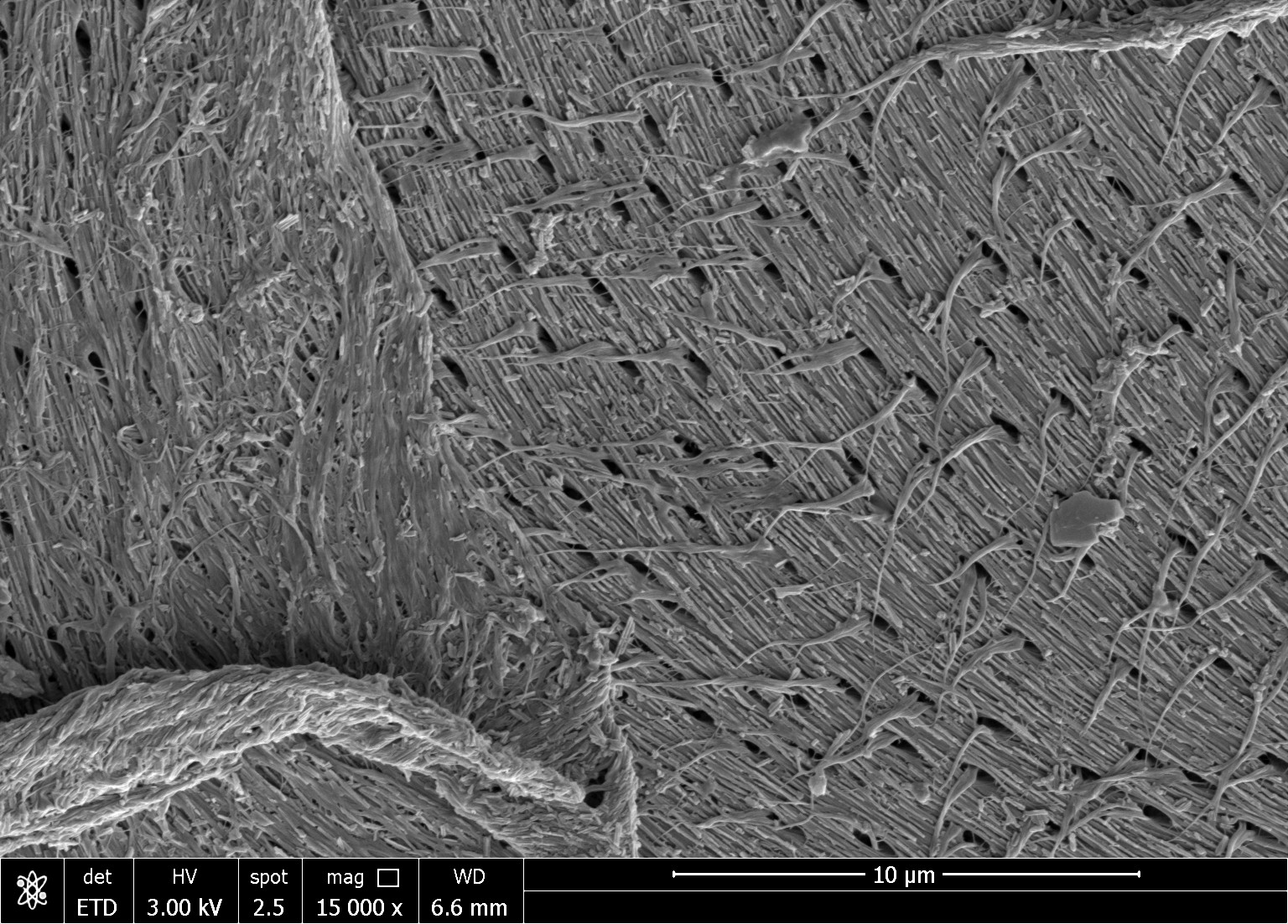 Scanning electron micrograph of a crab shell (chitin) I imaged a while ...