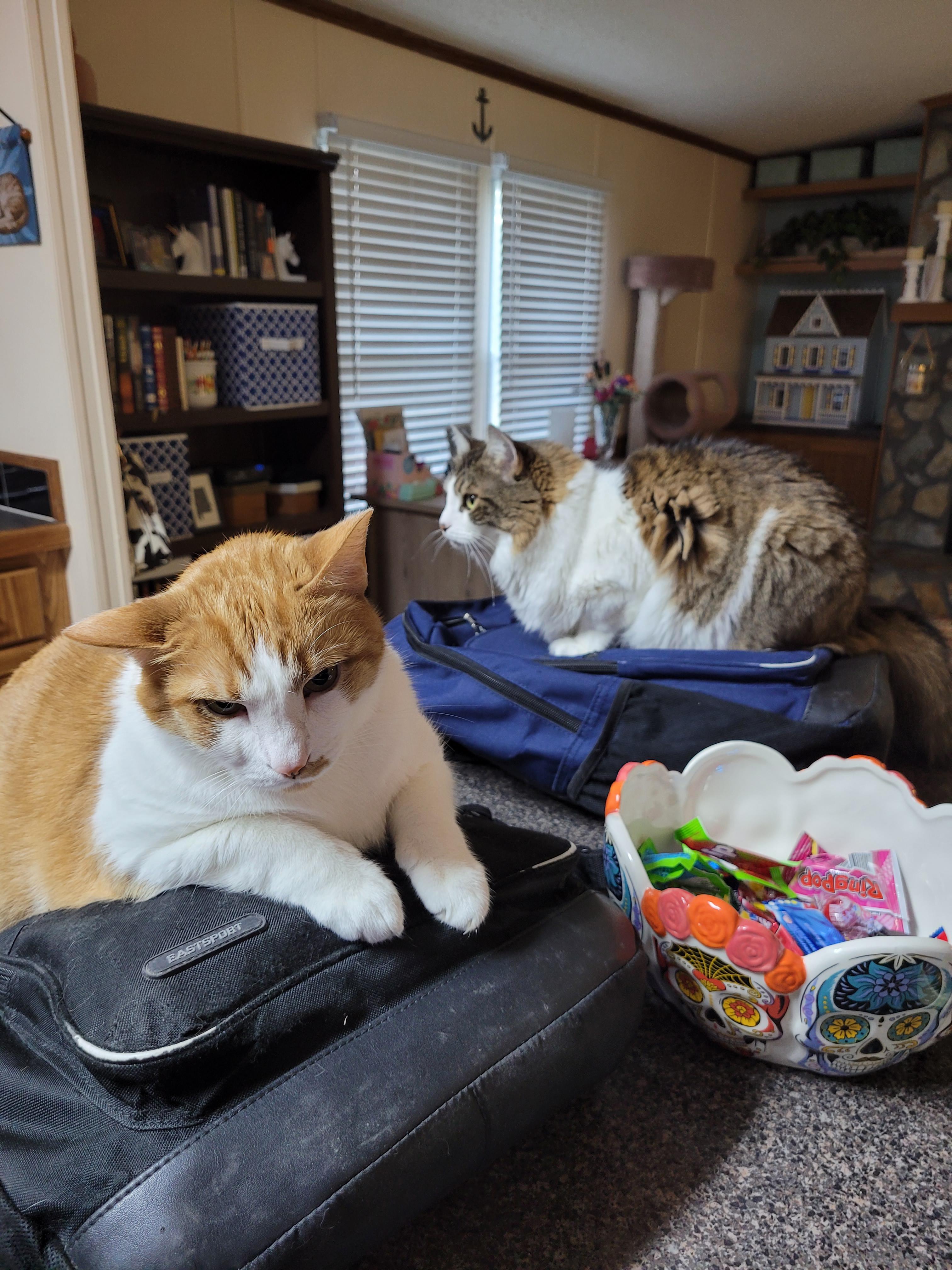 School backpack traps. | Scrolller