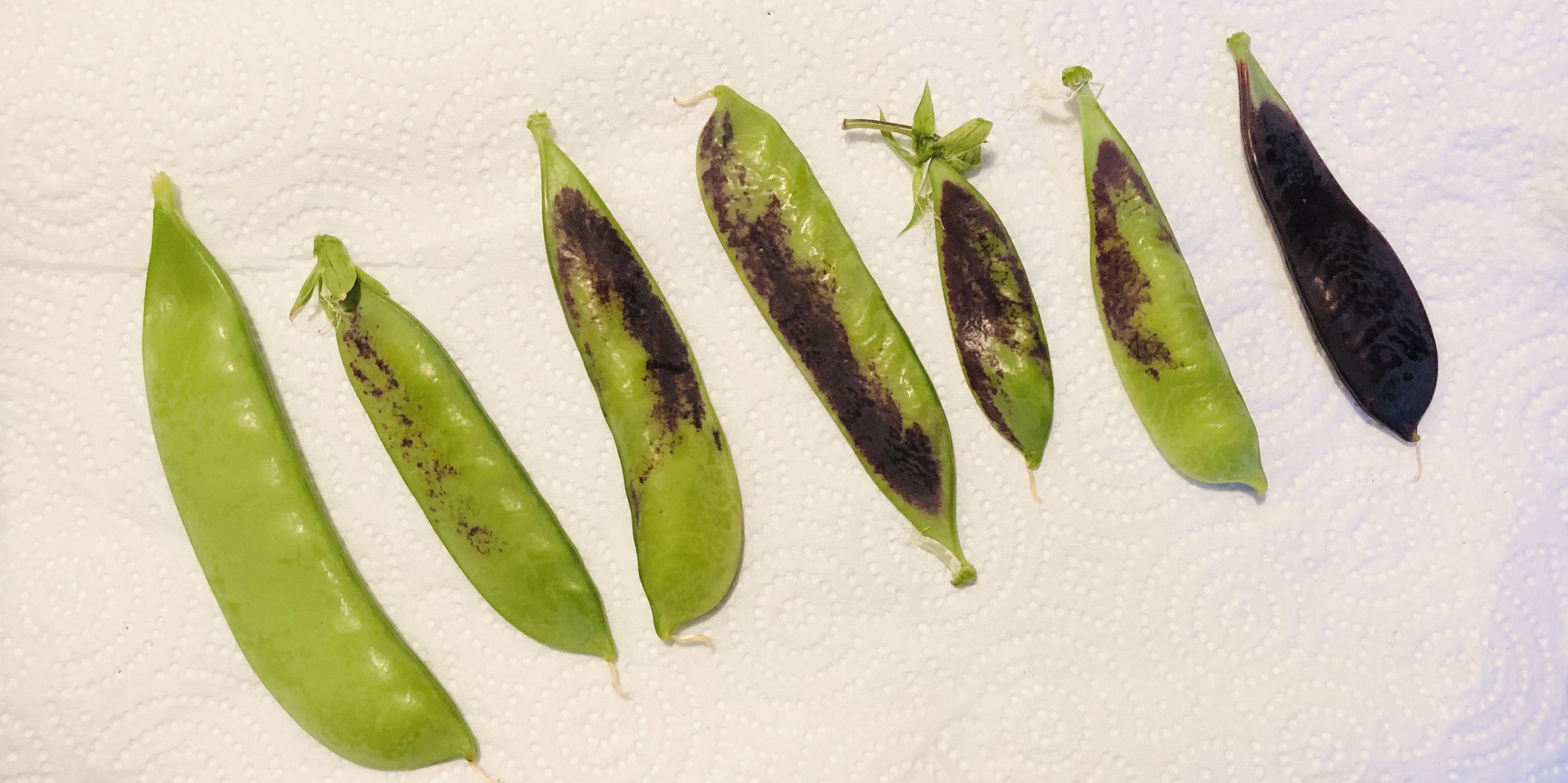 Science is cool! We planted purple and green snap peas. Great example of genetics! | Scrolller