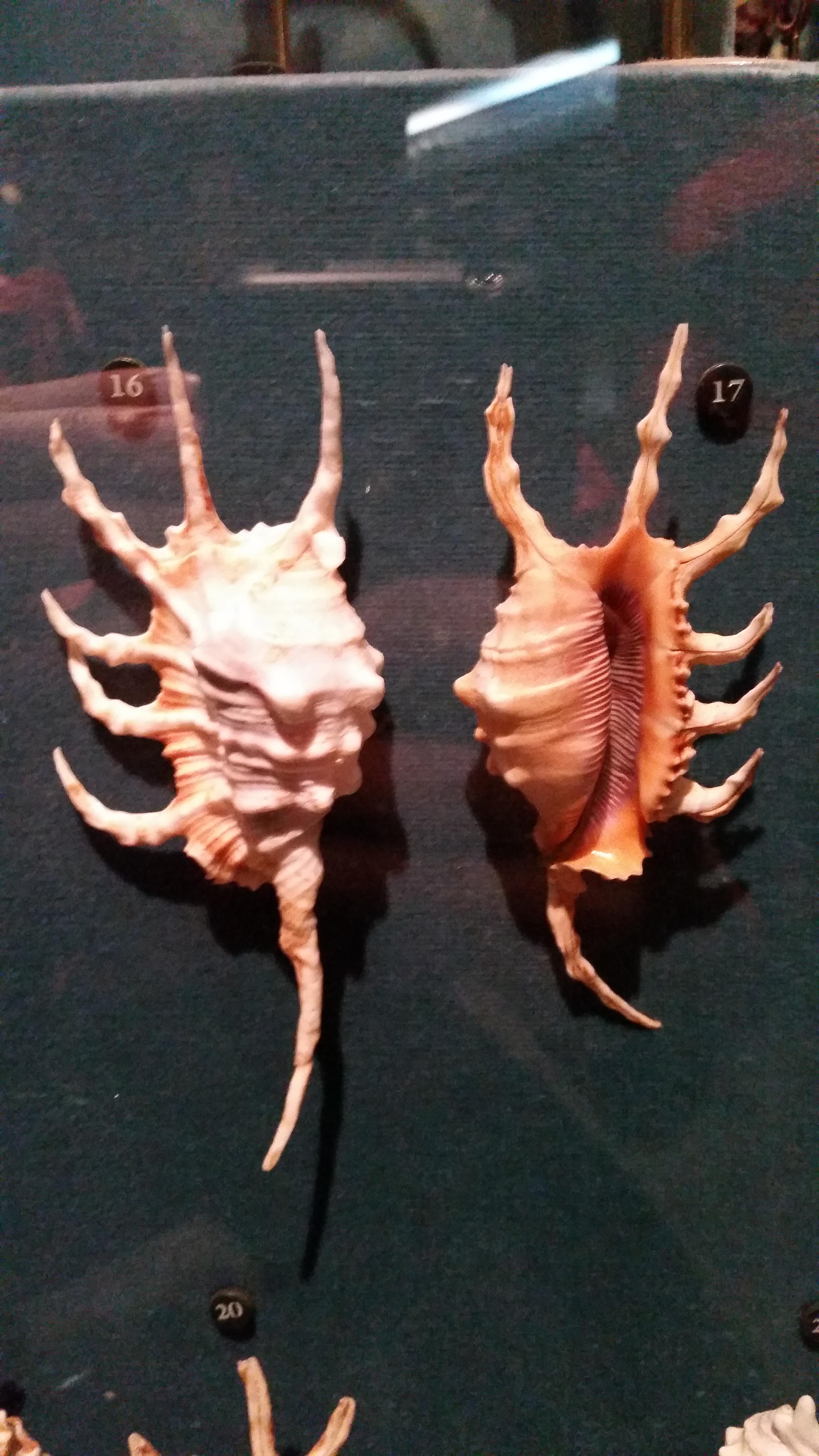 Scorpio Conch shells look like face hugger aliens | Scrolller