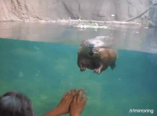 Scratchy beaver | Scrolller