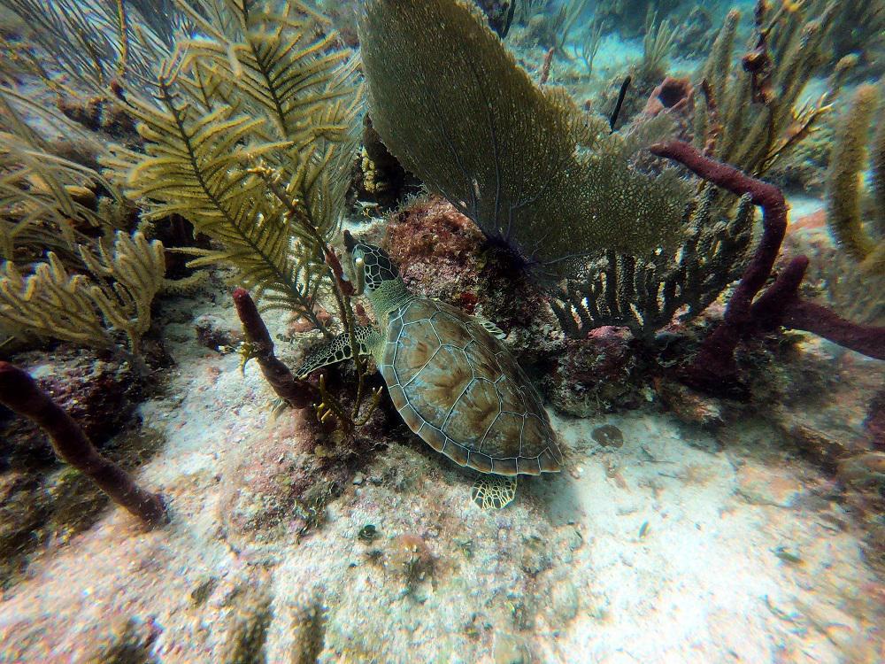 Scuba Diving with Turtle Dominican Republic | Scrolller