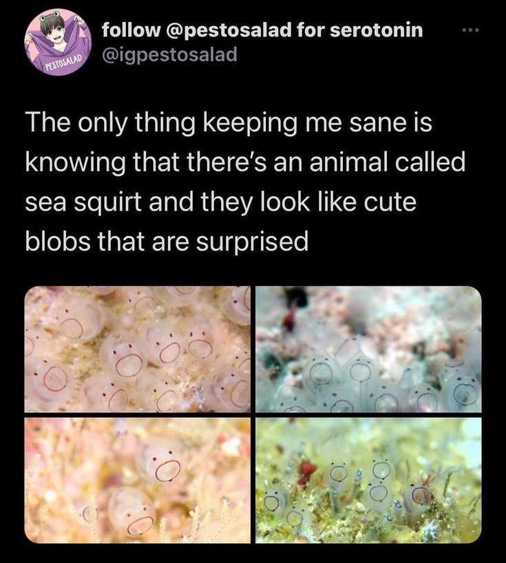 Sea blobs :) | Scrolller