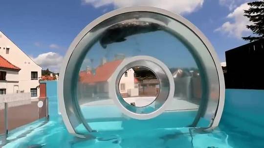 Seal Loop | Scrolller