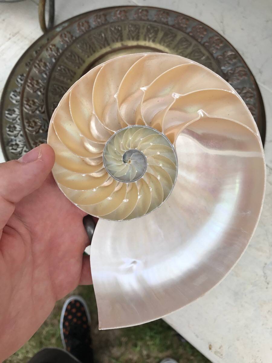 Seashell | Scrolller