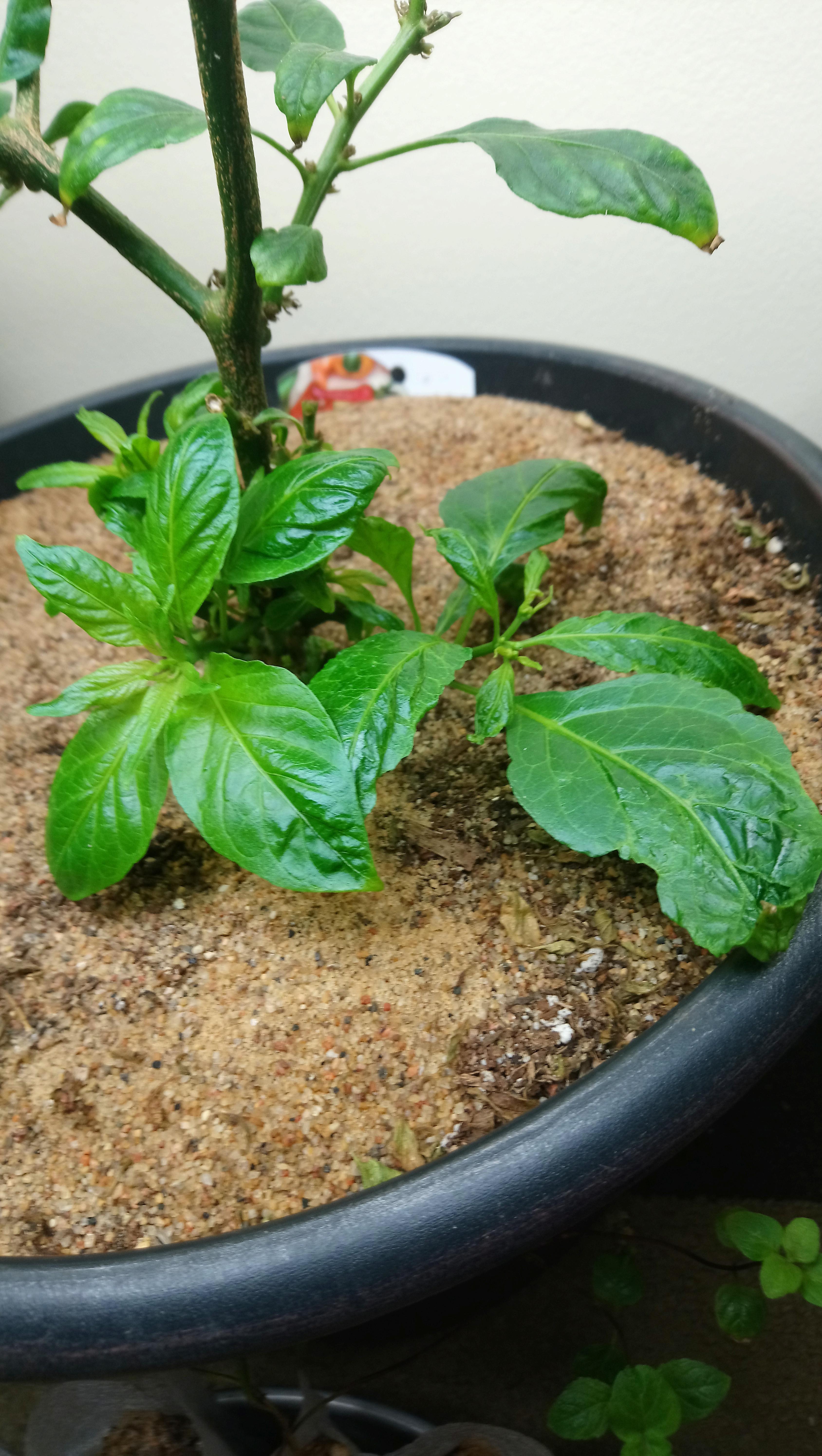 Second update on my habanero.... Should I put it in a small pot? | Scrolller