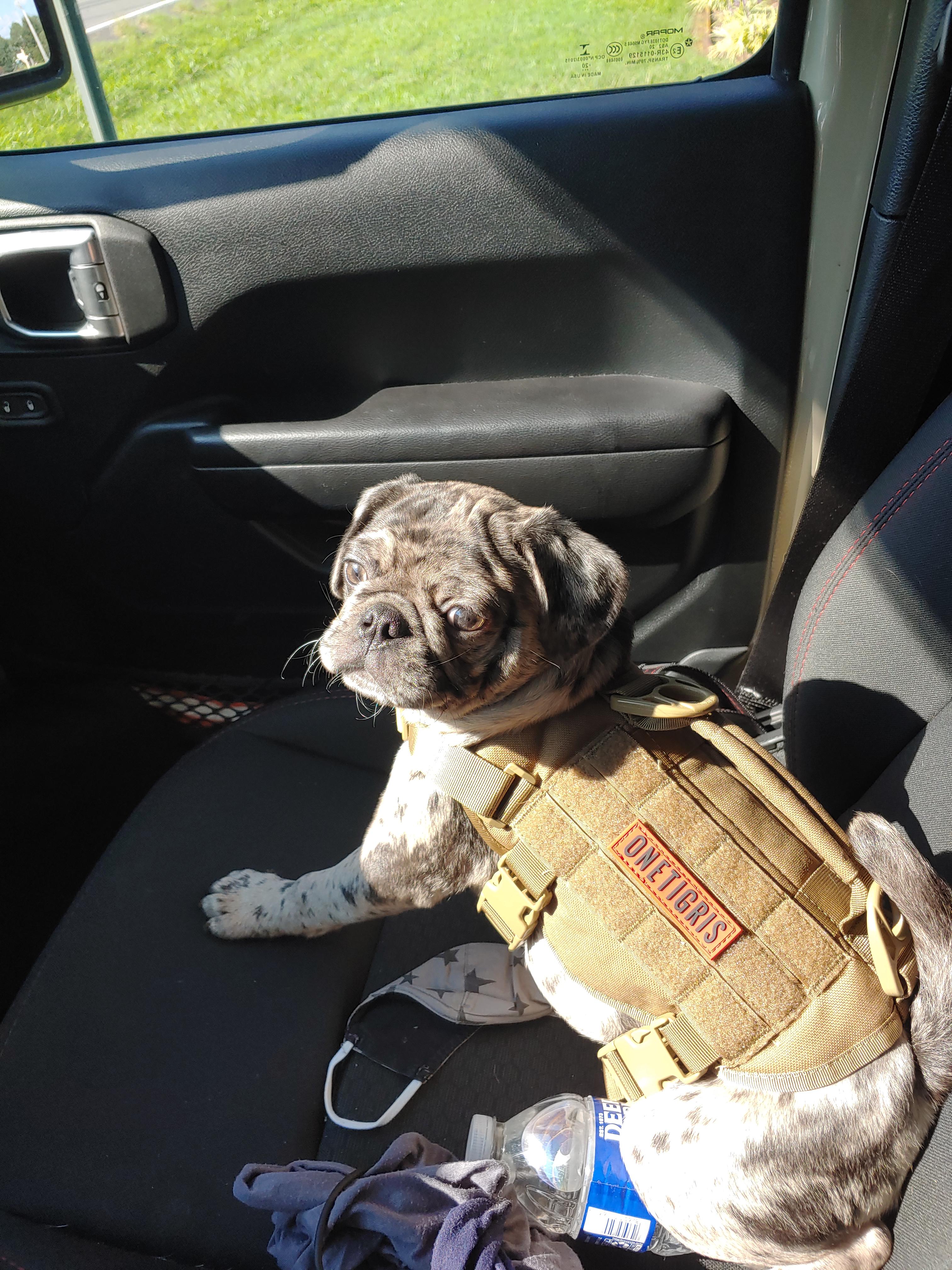 Secret Weapon. The 14lb tactical pug. | Scrolller