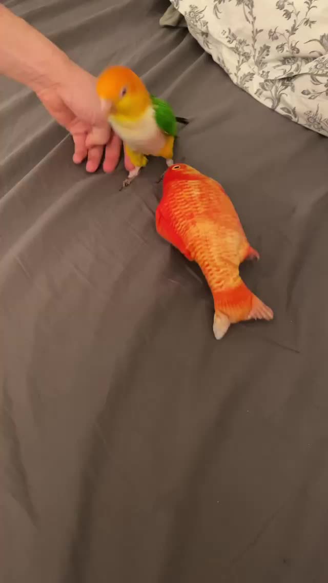 Cute Bird | Scrolller