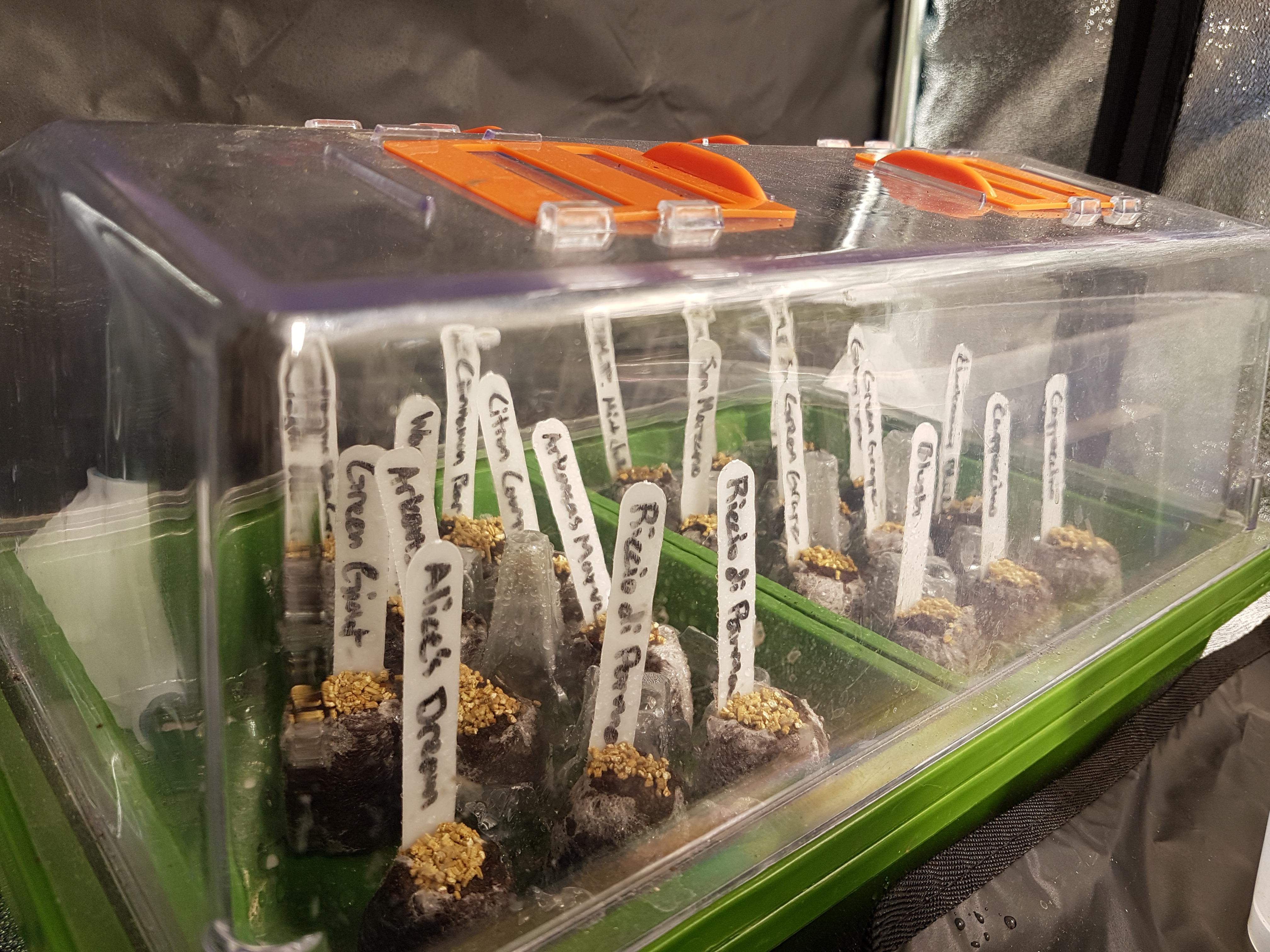 Seeds officially started! | Scrolller