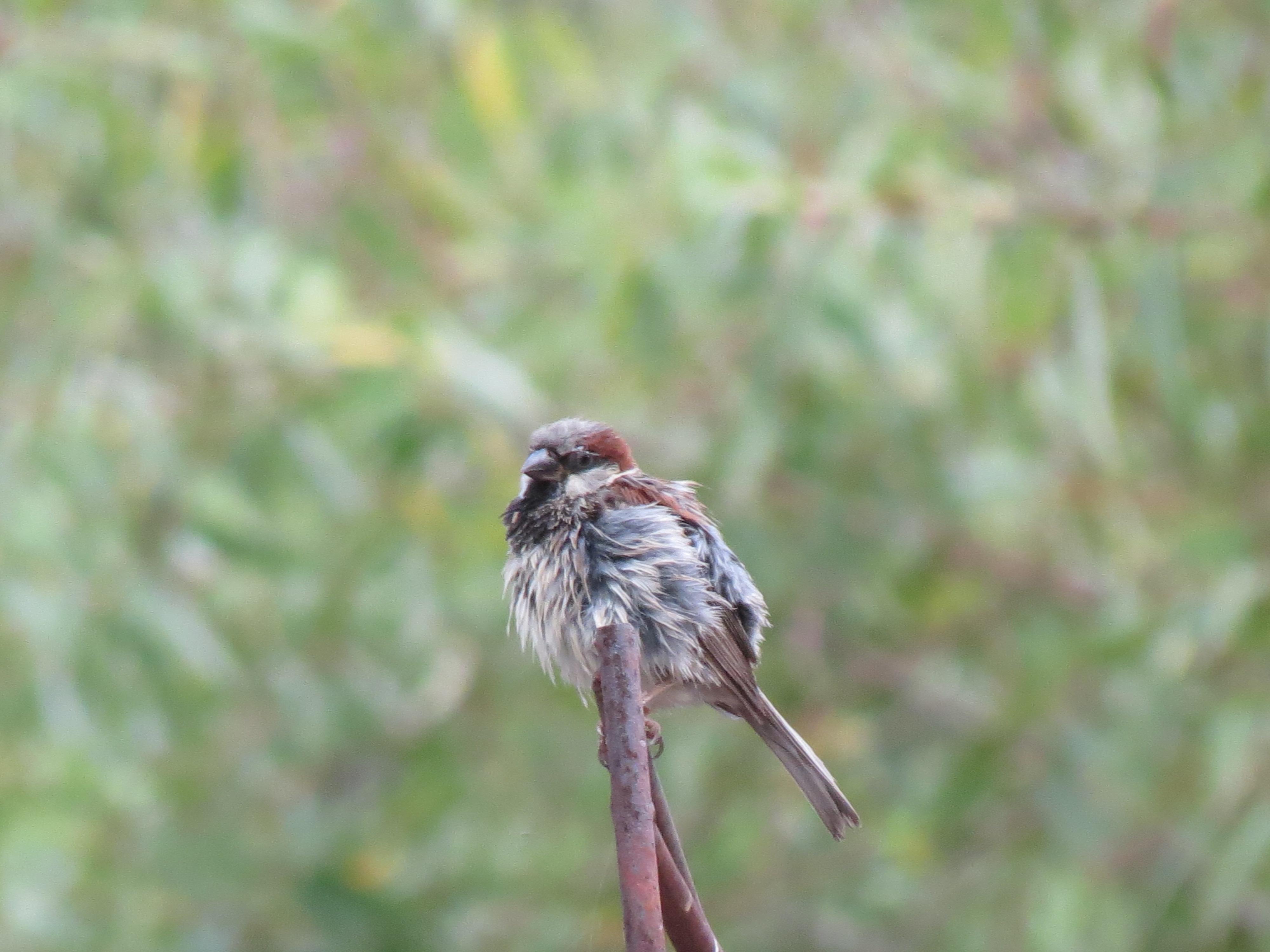 Selfie bird | Scrolller