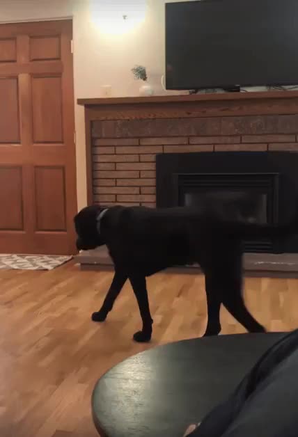 Senior lab rings a bell when he senses the potty training dog needs to go outside. | Scrolller