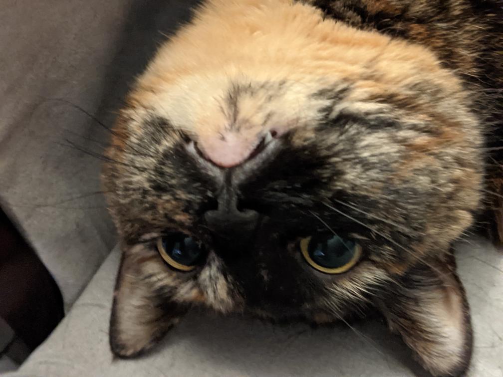 Shadow cat and her teefs. | Scrolller