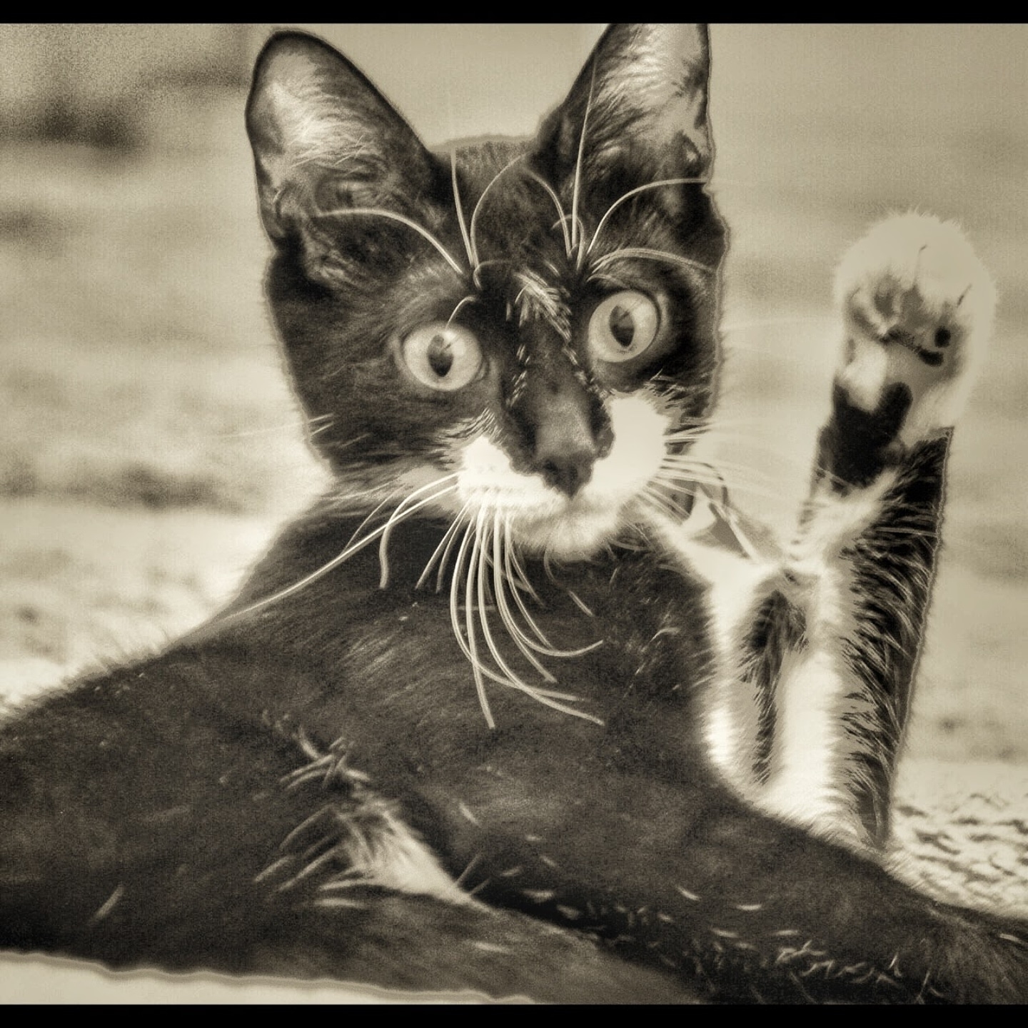 Shadow says hi! | Scrolller