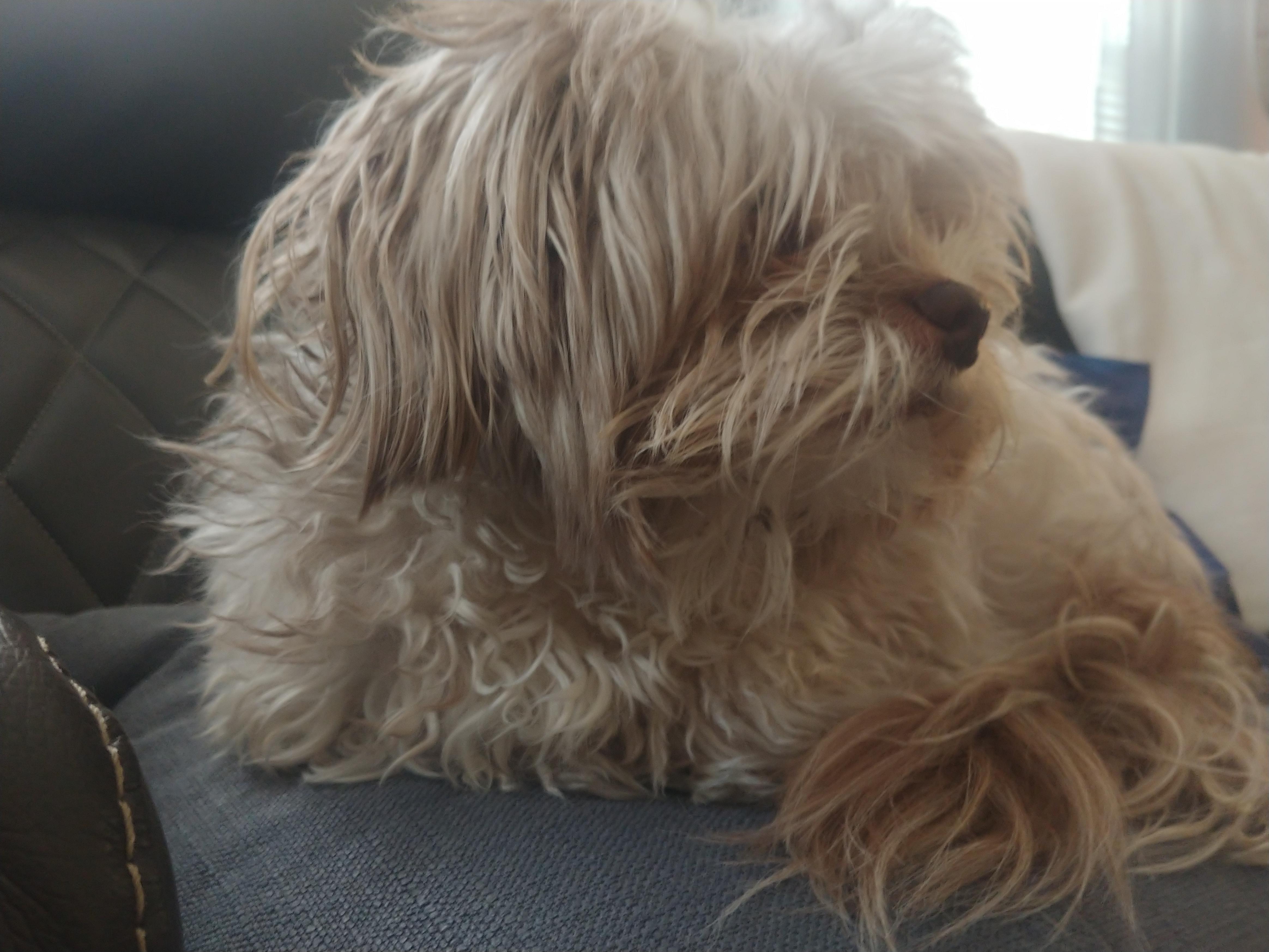 Shaggy dog loaf. | Scrolller